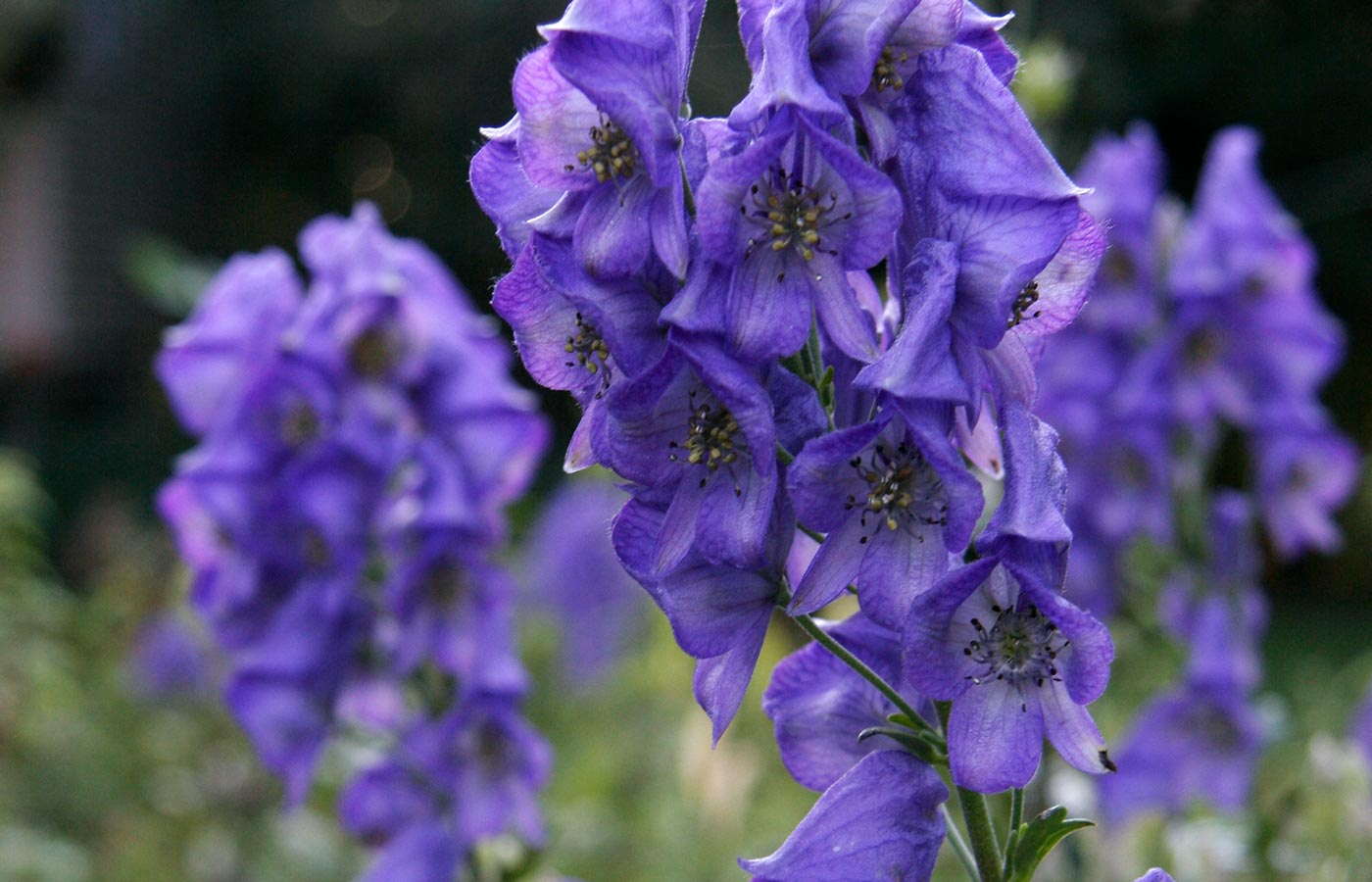 Wolfsbane Genshin Impact | HoYoLAB