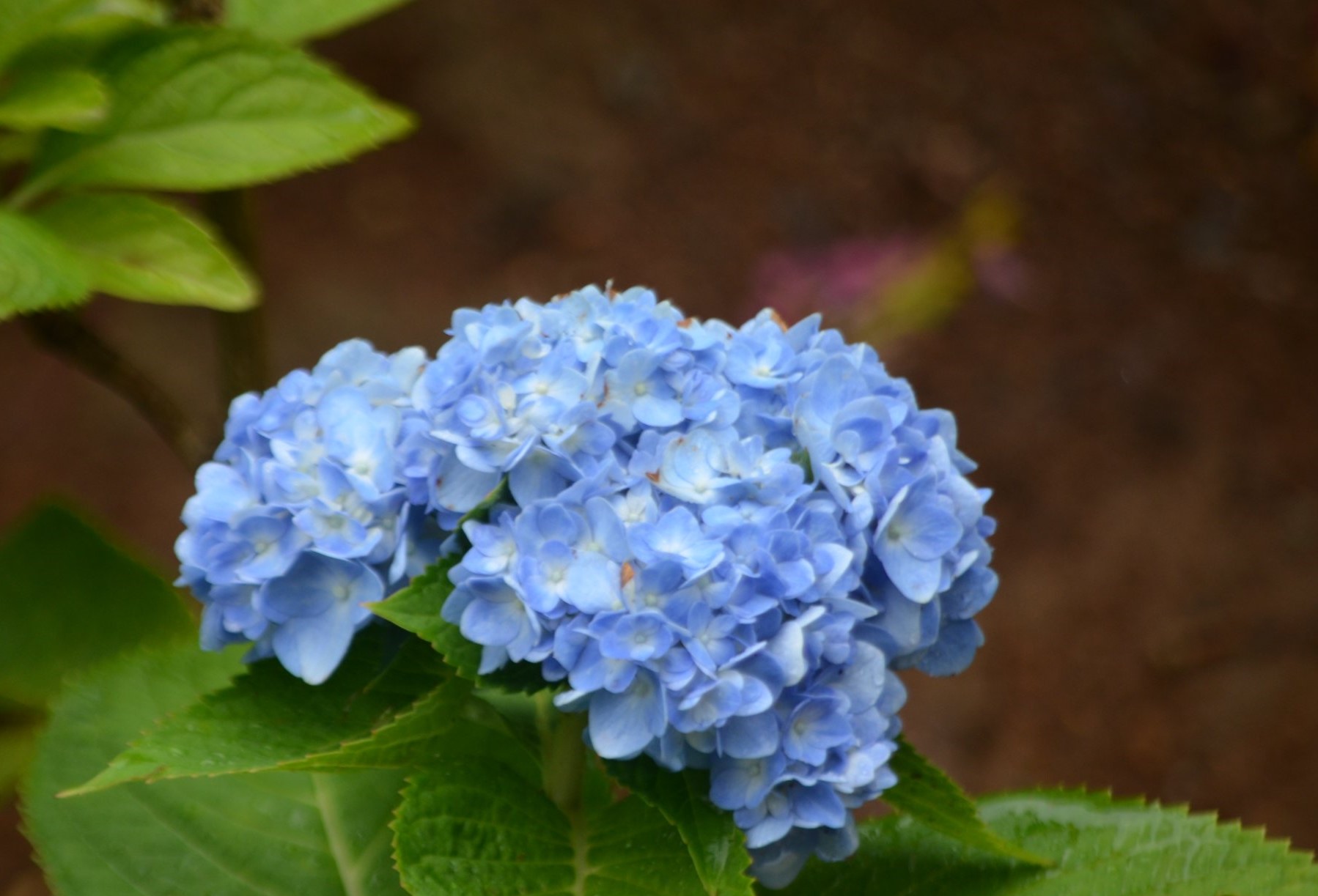 Blue Million Flowers Genshin Impact | HoYoLAB