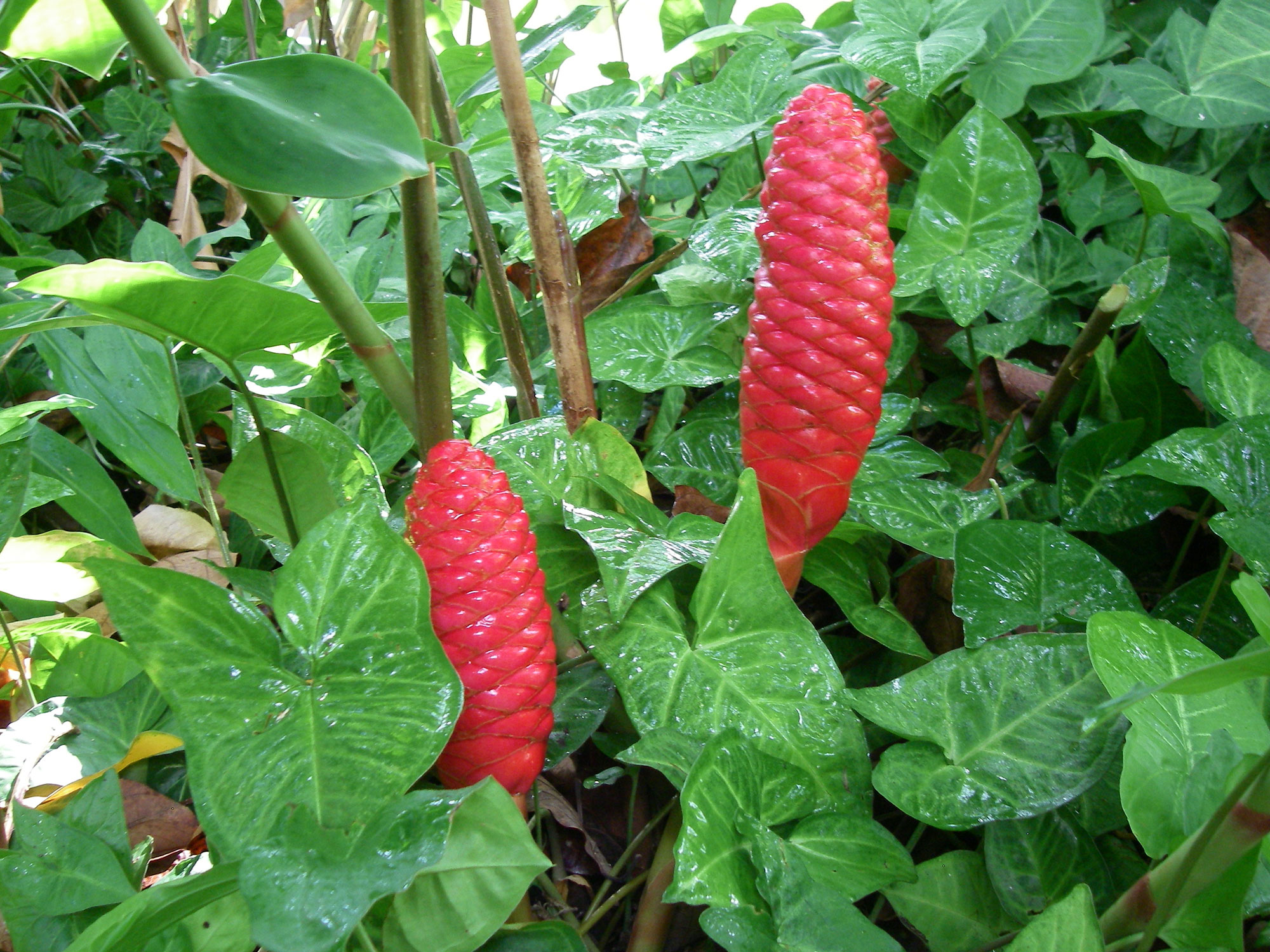 awapuhi kuahiwi aka bitter ginger plant Genshin Impact | HoYoLAB