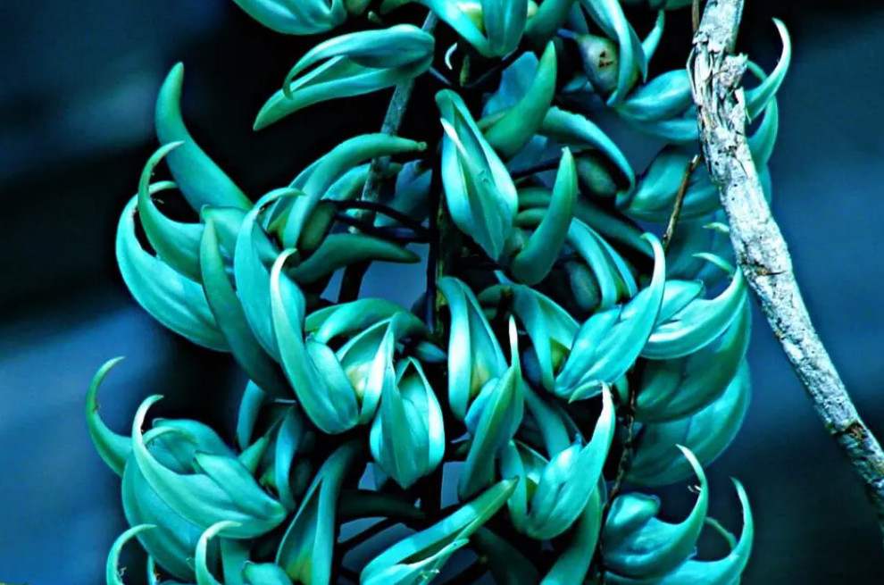 Mysterious Flower that grows underground Genshin Impact | HoYoLAB