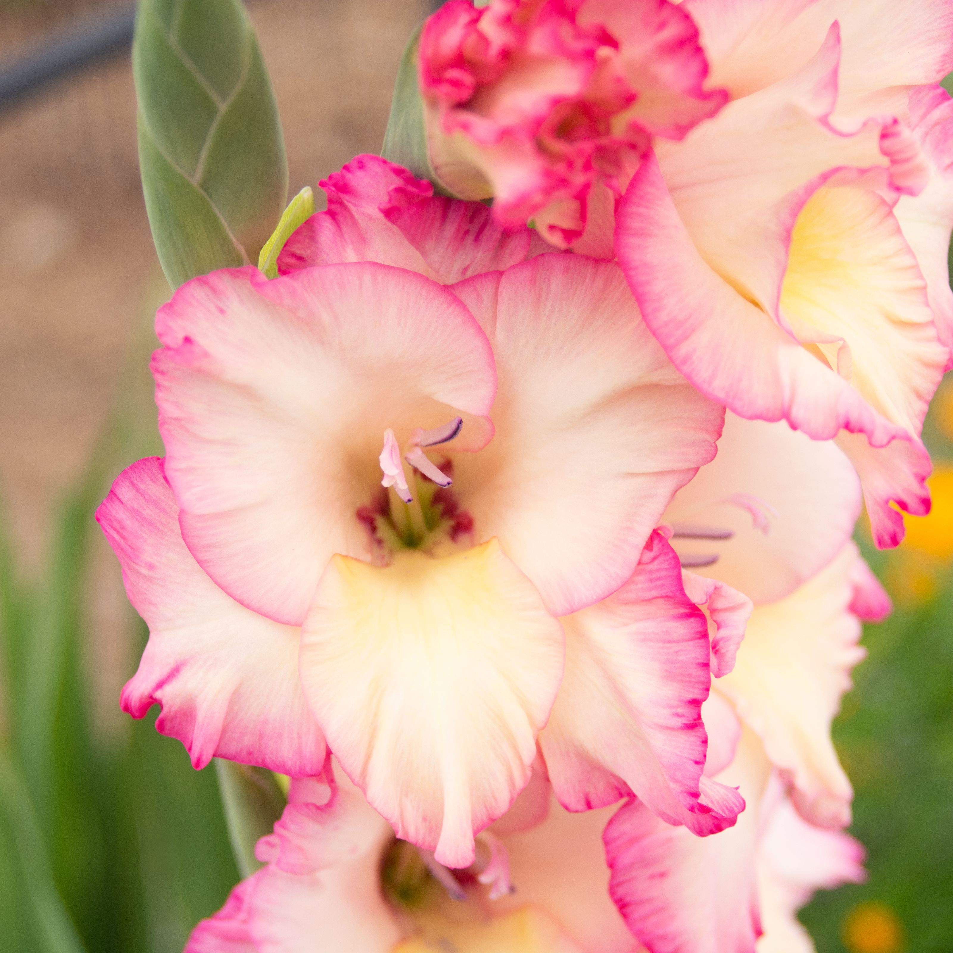 Flower That Means Strength