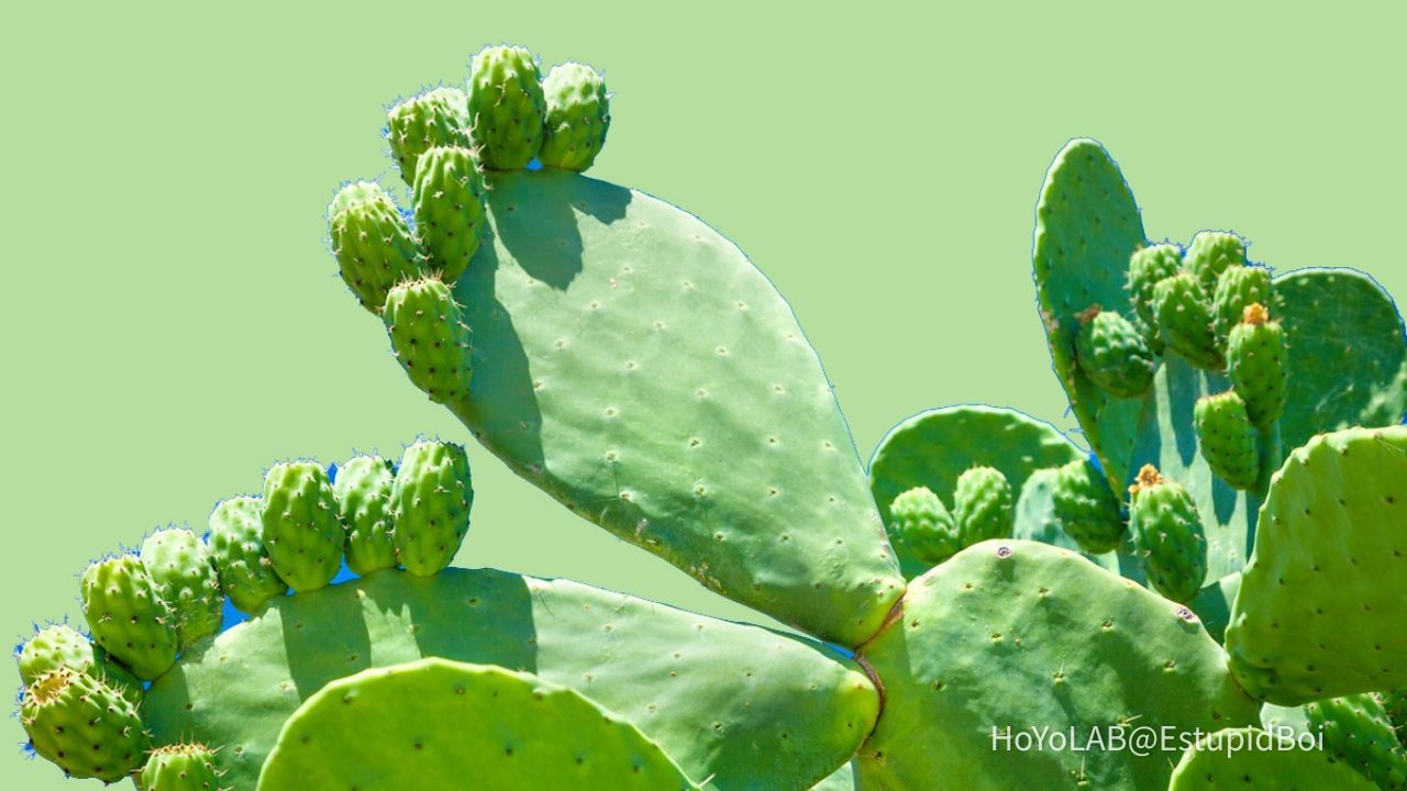 Los nopales dominarán el mundo Genshin Impact | HoYoLAB