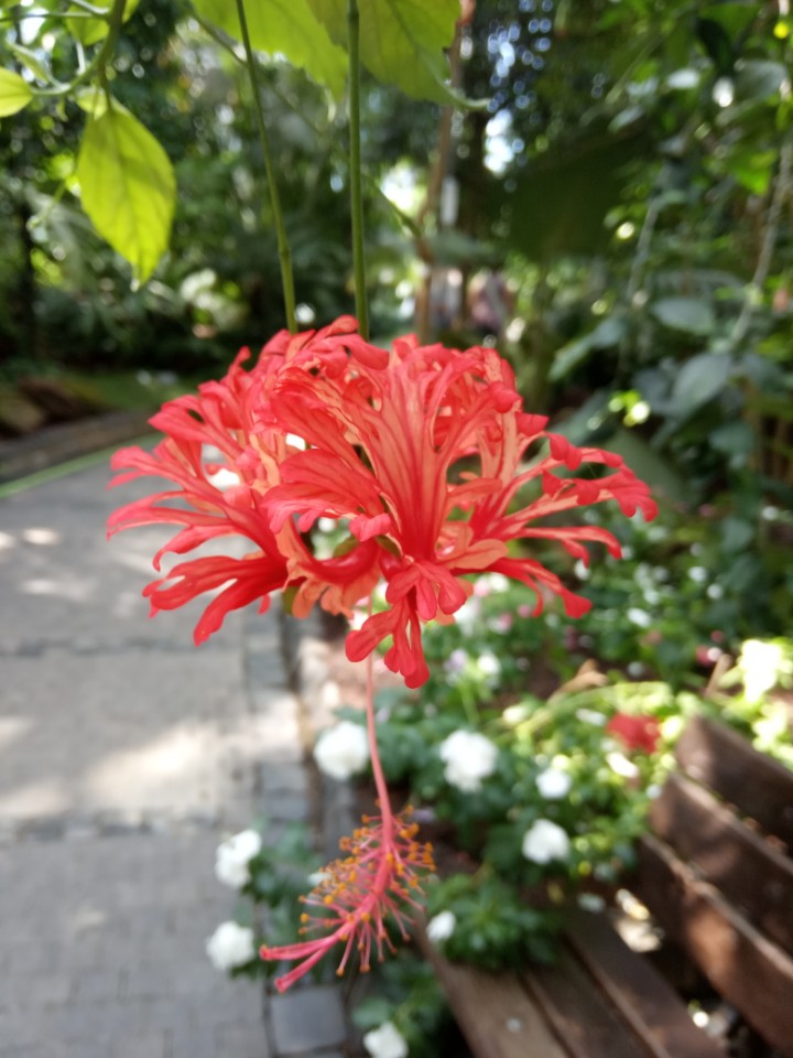 a flower Genshin Impact | HoYoLAB