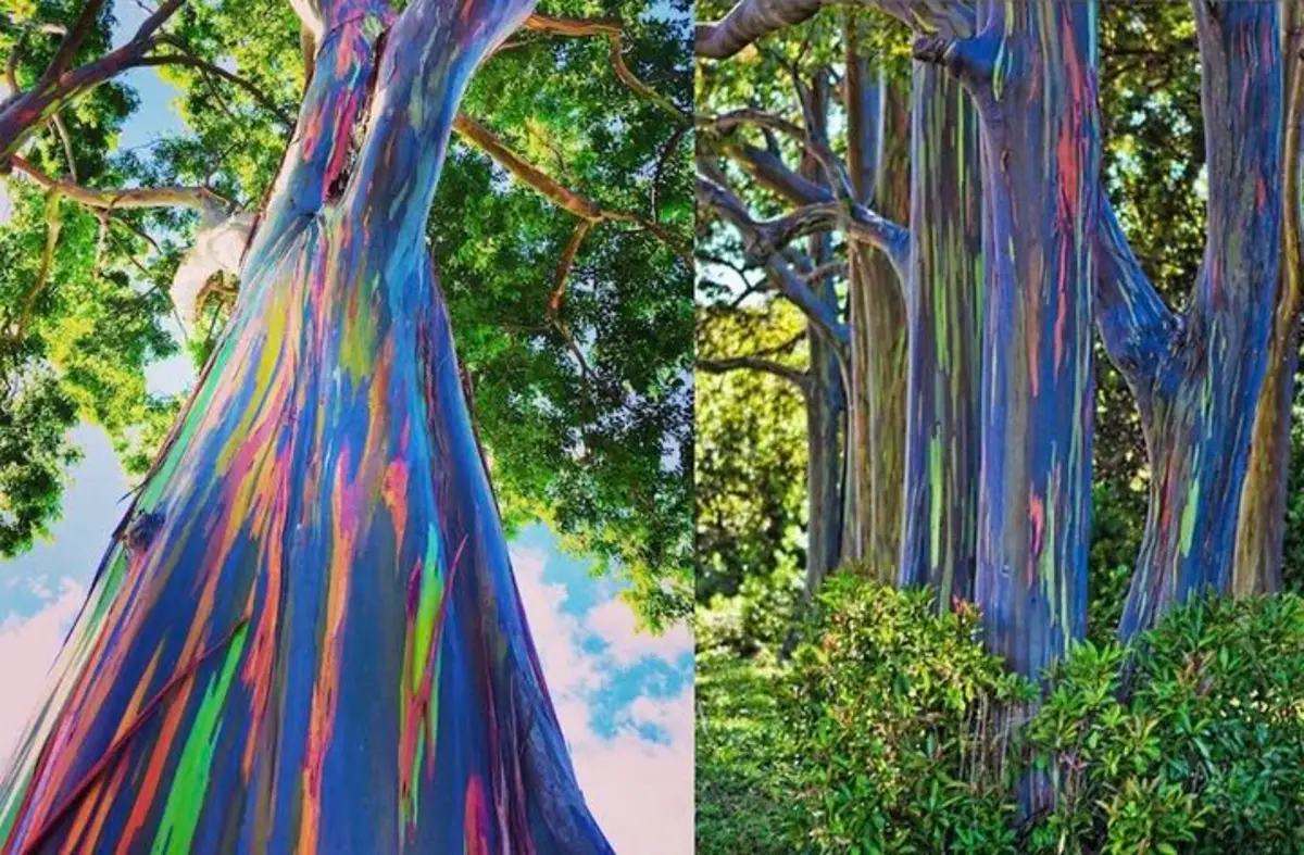 Rainbow Trees... Genshin Impact | HoYoLAB