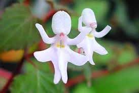 Dancing Girls (Impatiens bequaertii) Genshin Impact | HoYoLAB