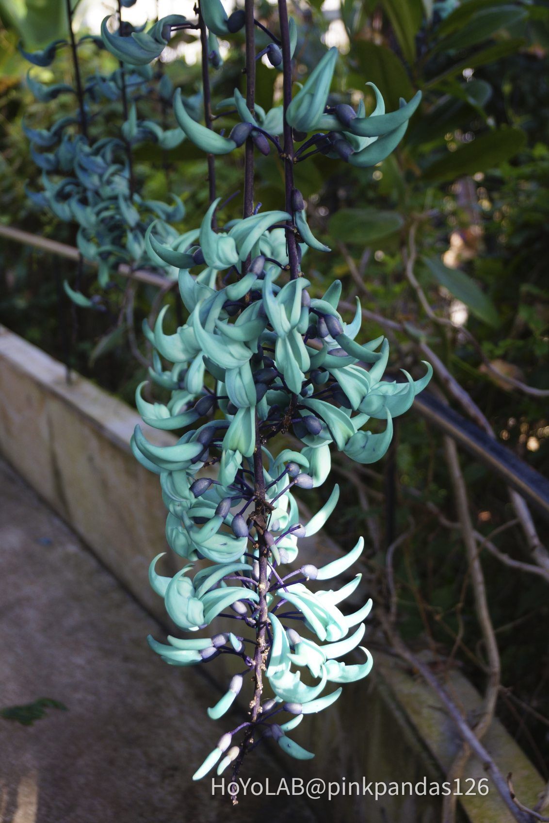 Jade vines Genshin Impact | HoYoLAB