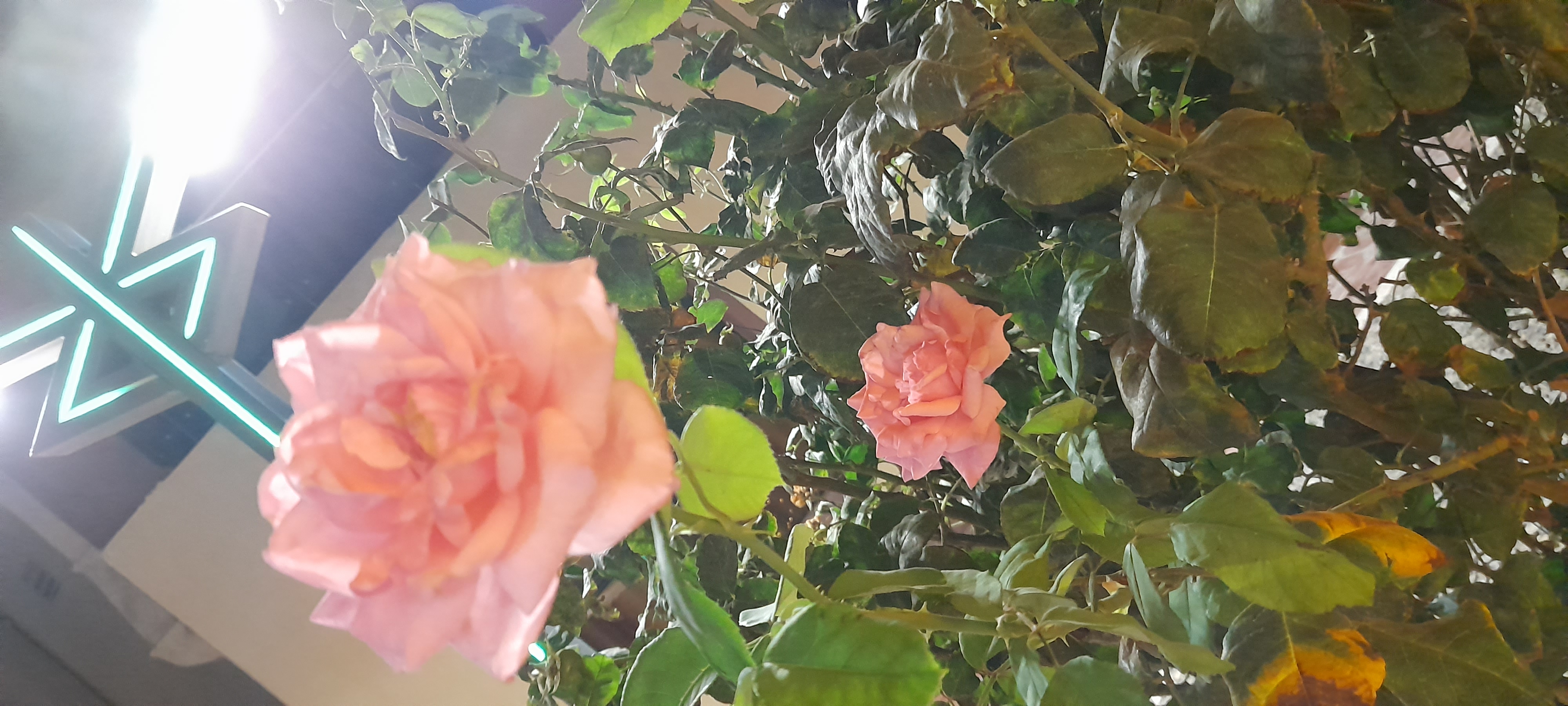 flower Genshin Impact | HoYoLAB