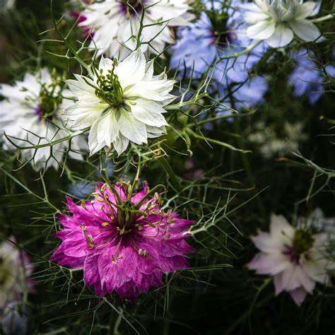 Interesting flowers Genshin Impact | HoYoLAB