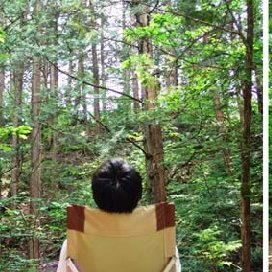 Daily Life of a Forest Watcher Genshin Impact | HoYoLAB