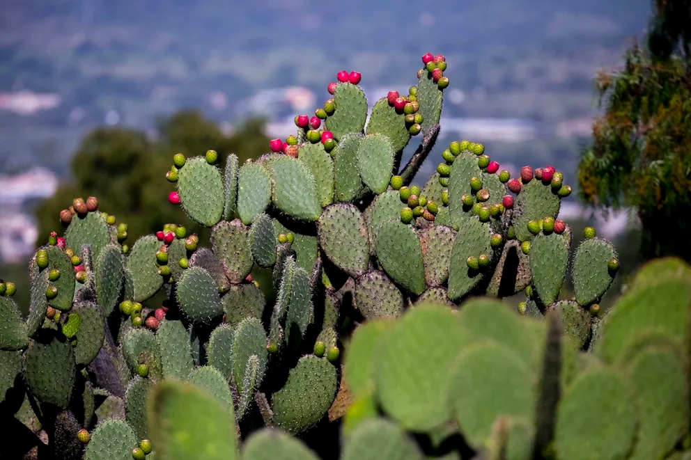 🌵Nopal🌵 Genshin Impact | HoYoLAB