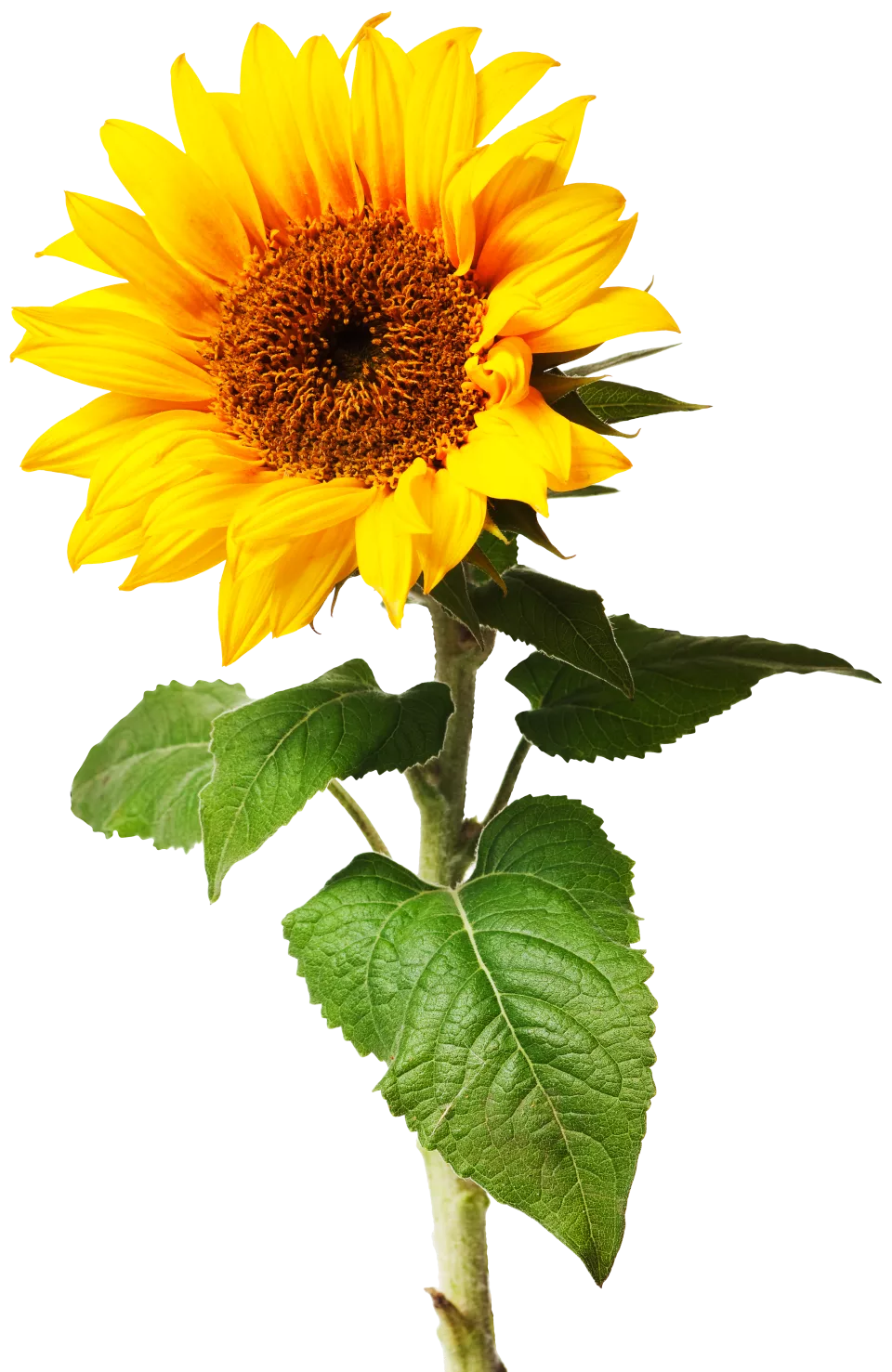 Flower of da Sun Genshin Impact | HoYoLAB