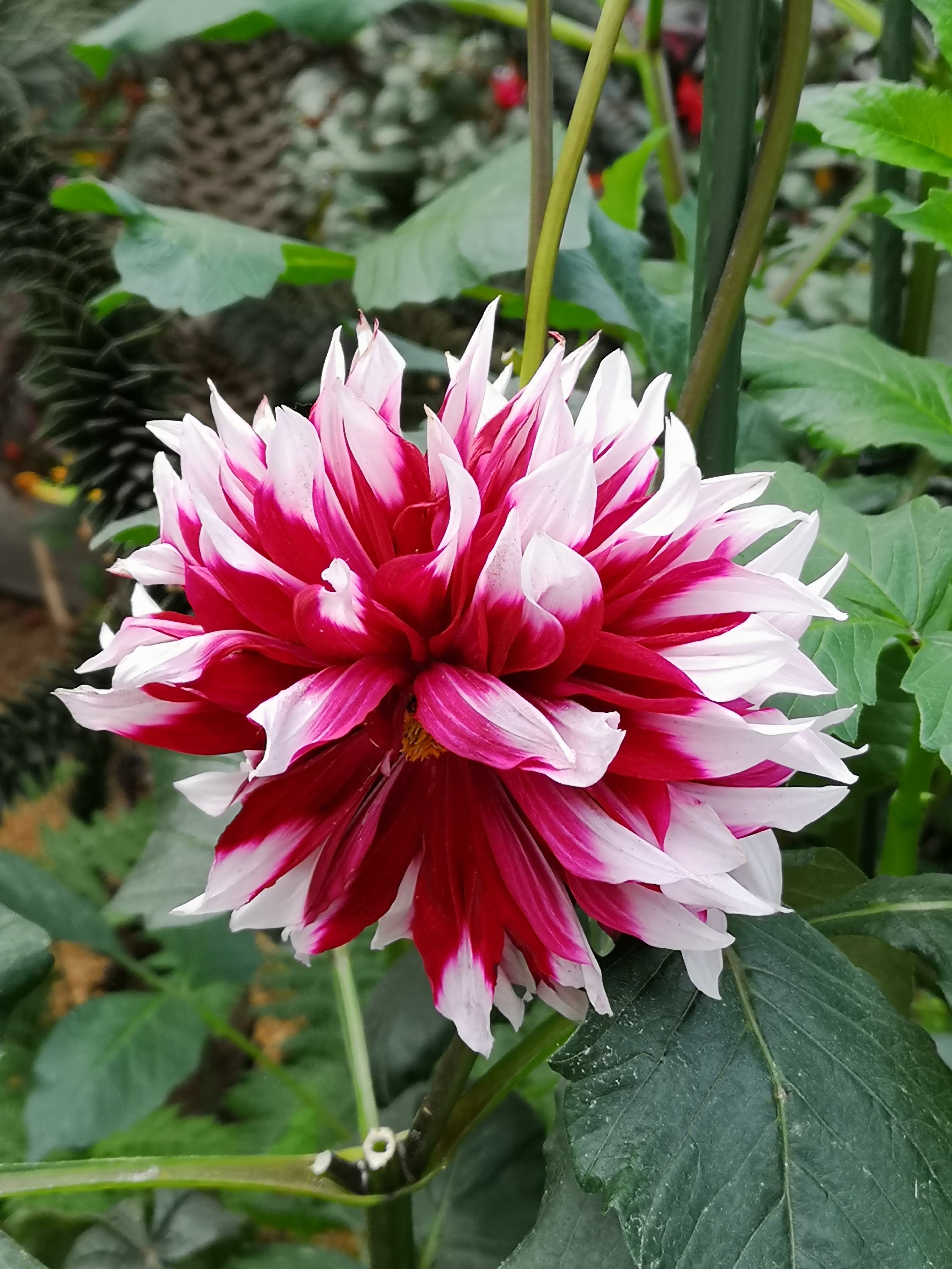 A flower for you Genshin Impact | HoYoLAB