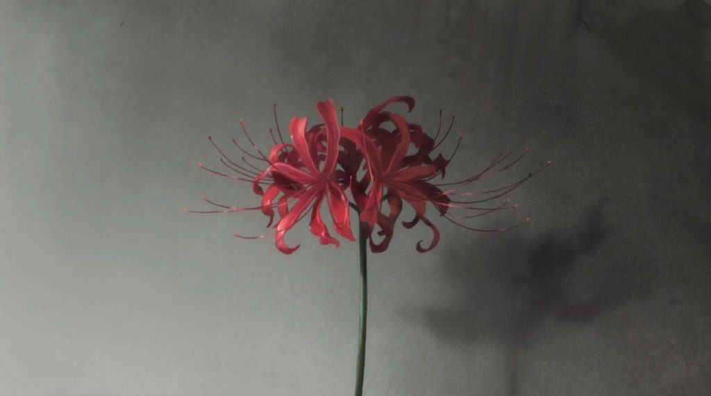 Lycoris Radiata, la flor más interesante Genshin Impact | HoYoLAB