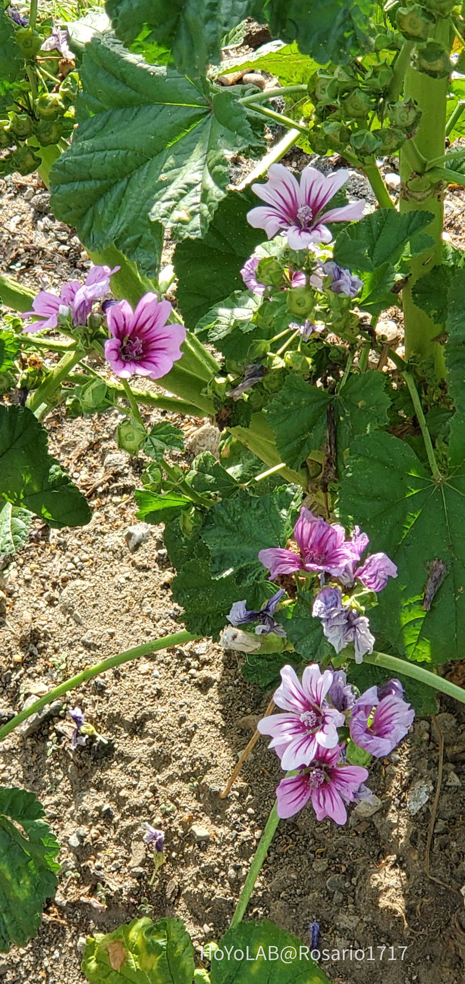 Pretty plants Genshin Impact | HoYoLAB