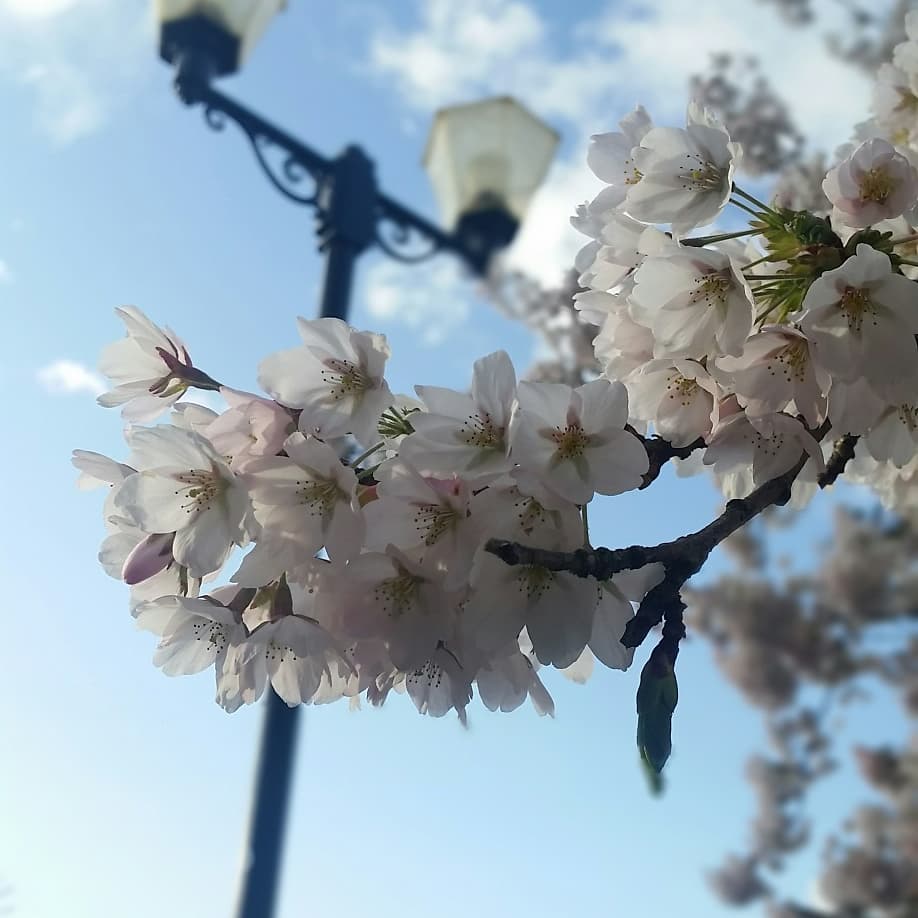 cherry trees and maple trees are amazing! Genshin Impact | HoYoLAB