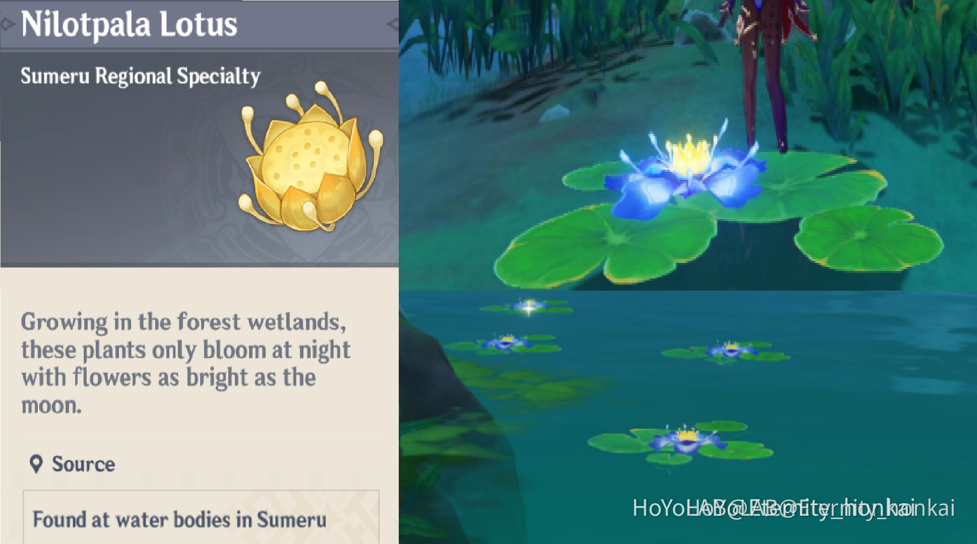 [Version 3.0] Nilotpala Lotus | Ascension Material | Guide Genshin ...