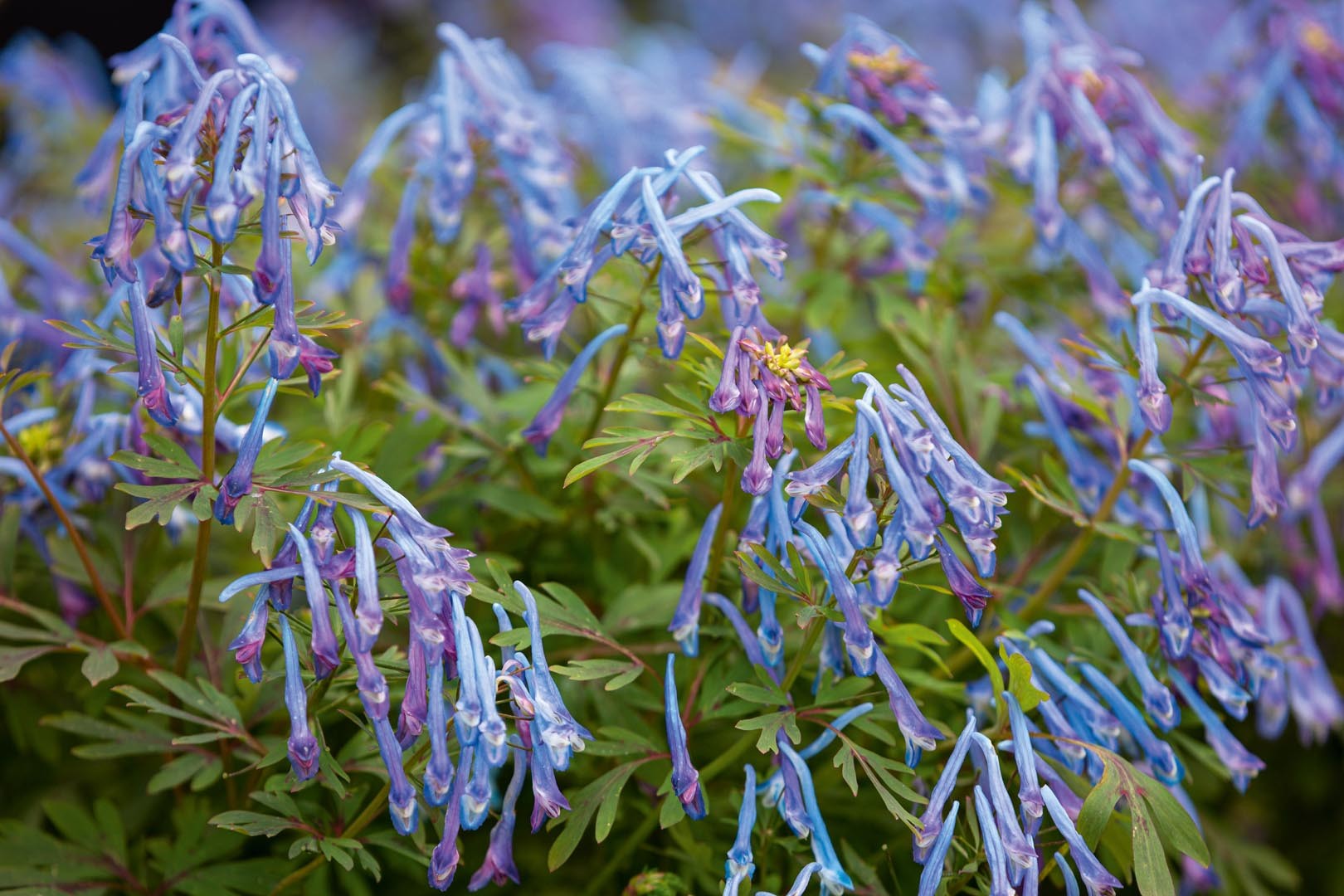 Corydalis | HoYoLAB