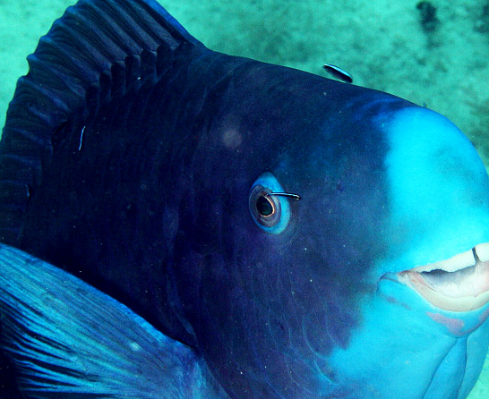 Fish Genshin Impact | HoYoLAB