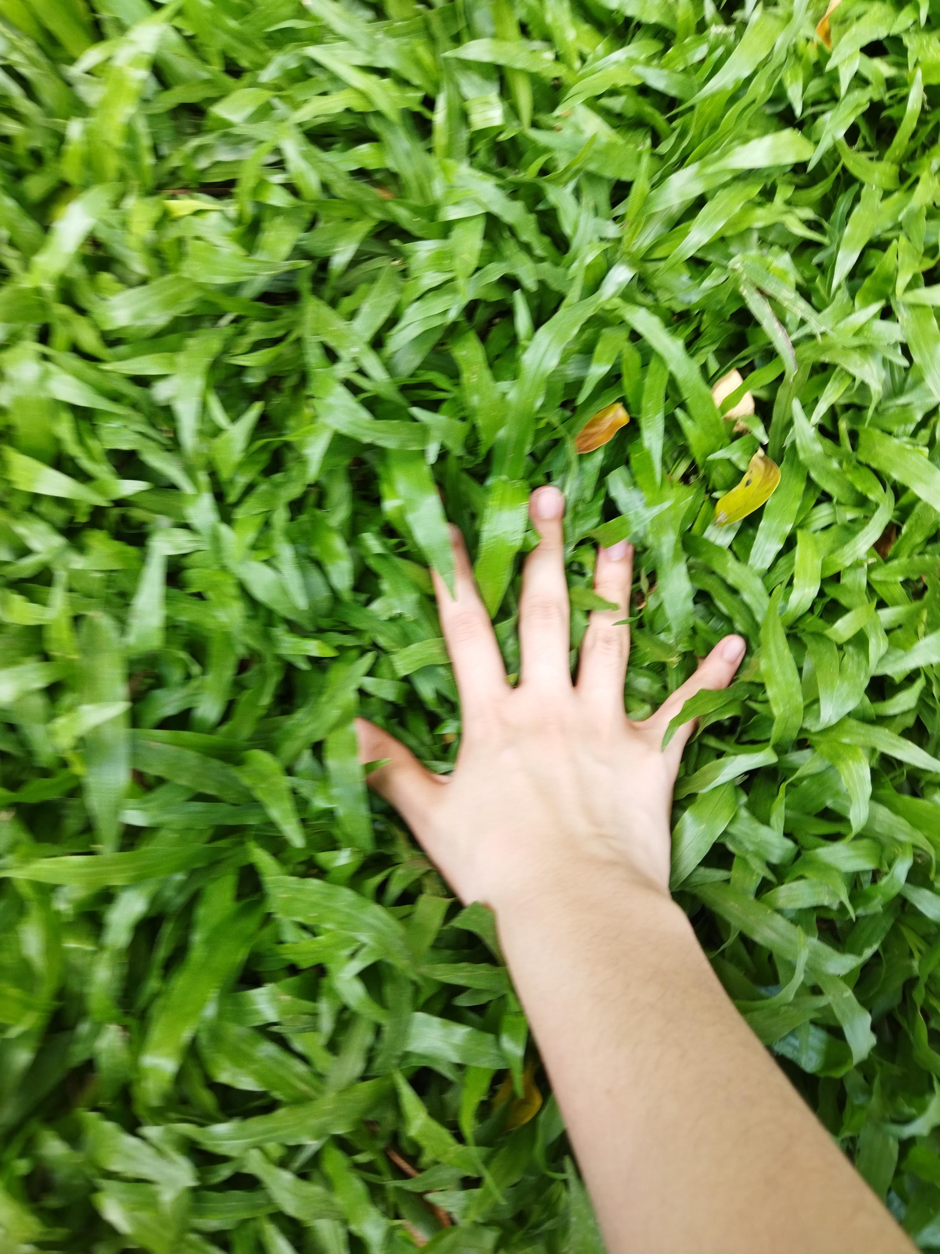 touched GRASS Genshin Impact | HoYoLAB