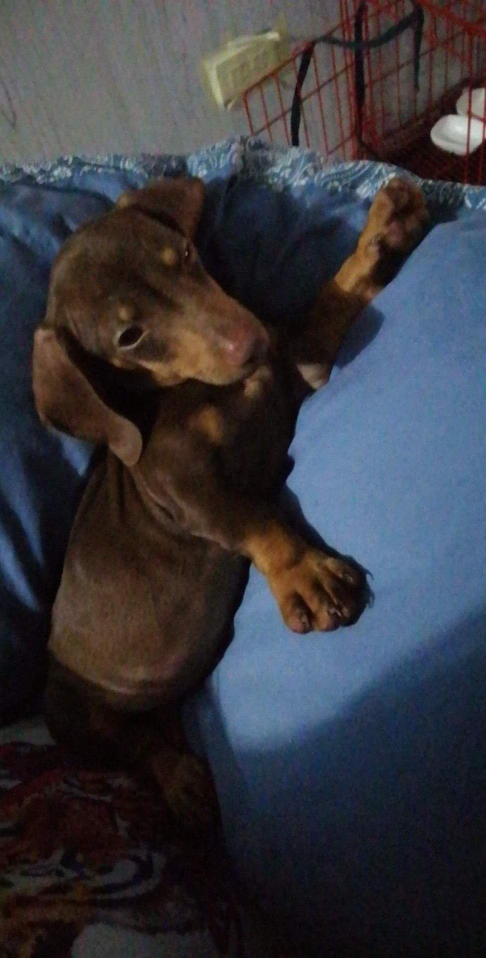 zzz Genshin Impact | HoYoLAB