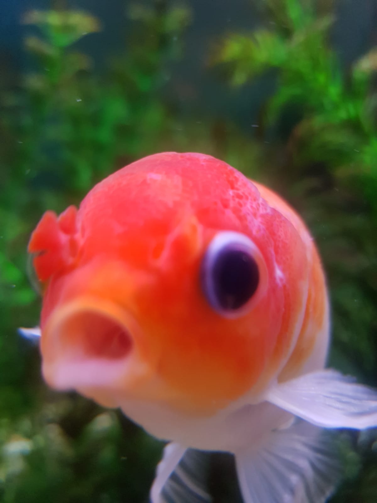 Fish Genshin Impact | HoYoLAB