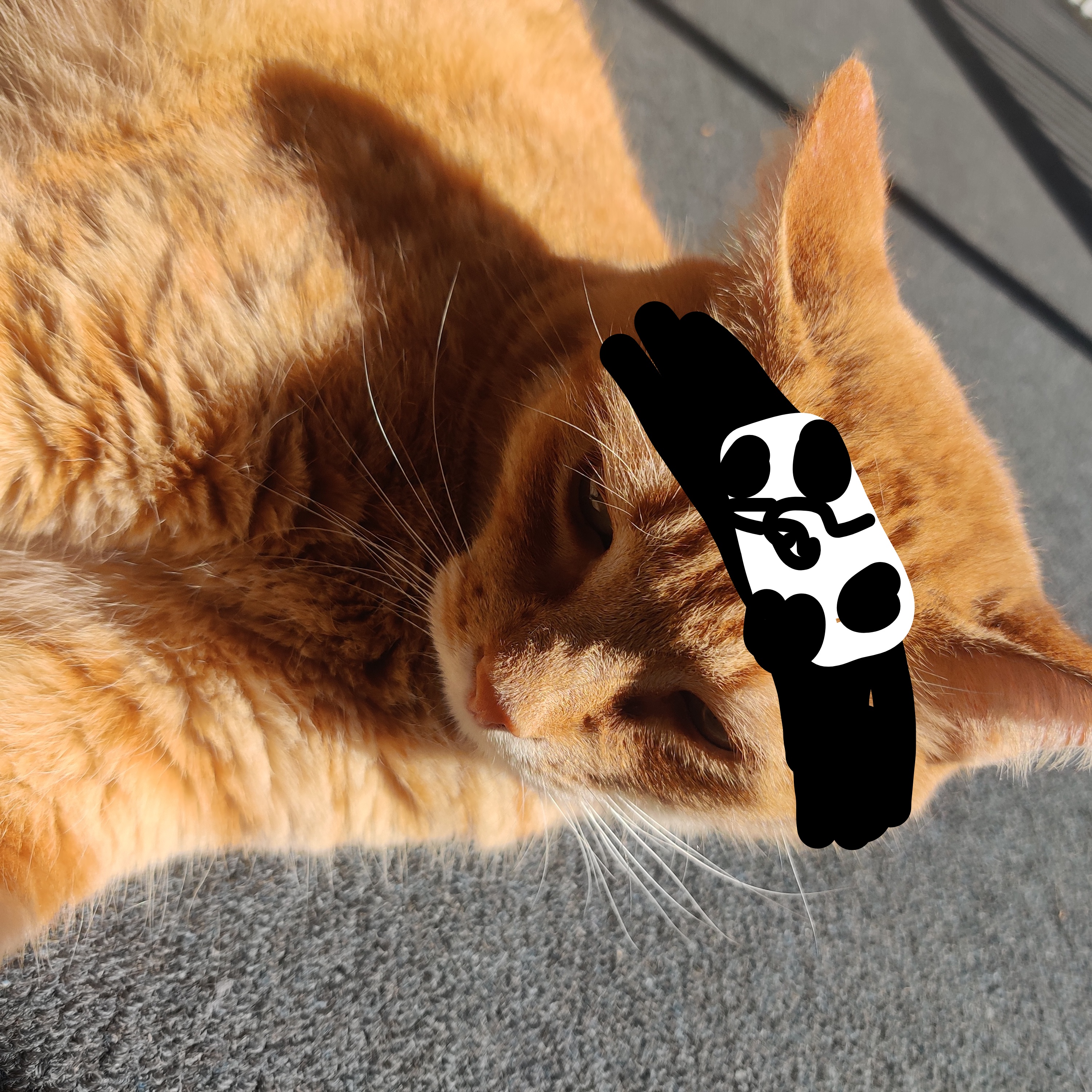 Daily dose of cat | HoYoLAB