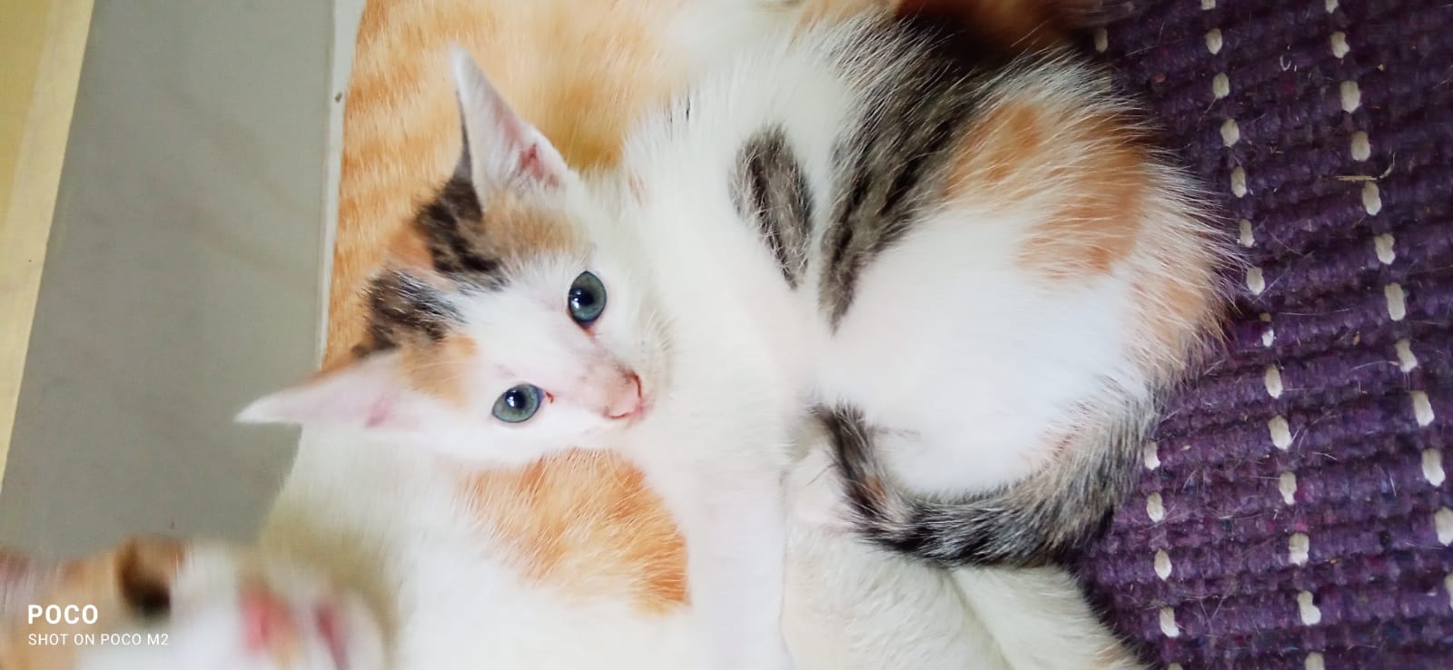 xiao is buying my cat Genshin Impact | HoYoLAB