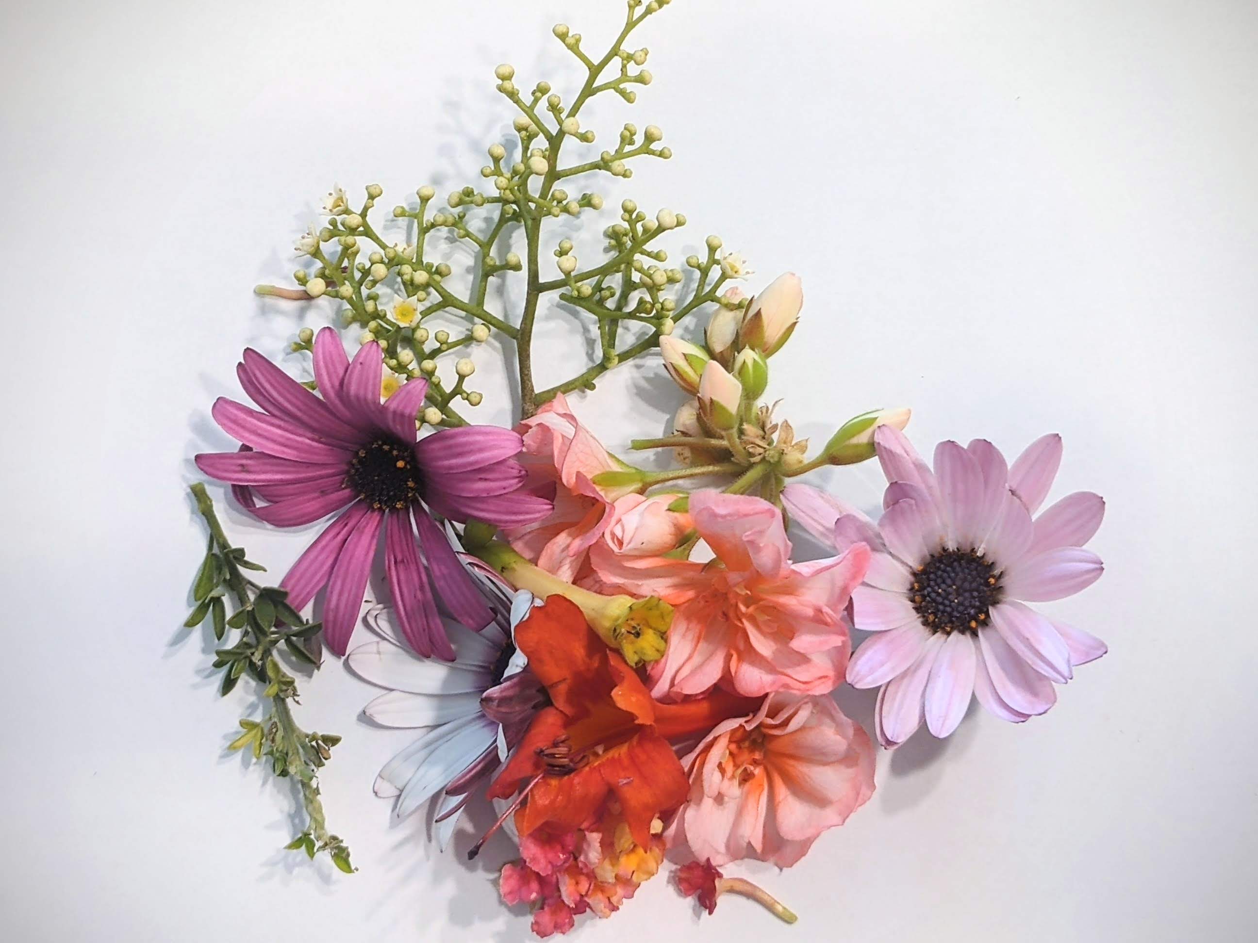 Flower Pressing Genshin Impact | HoYoLAB