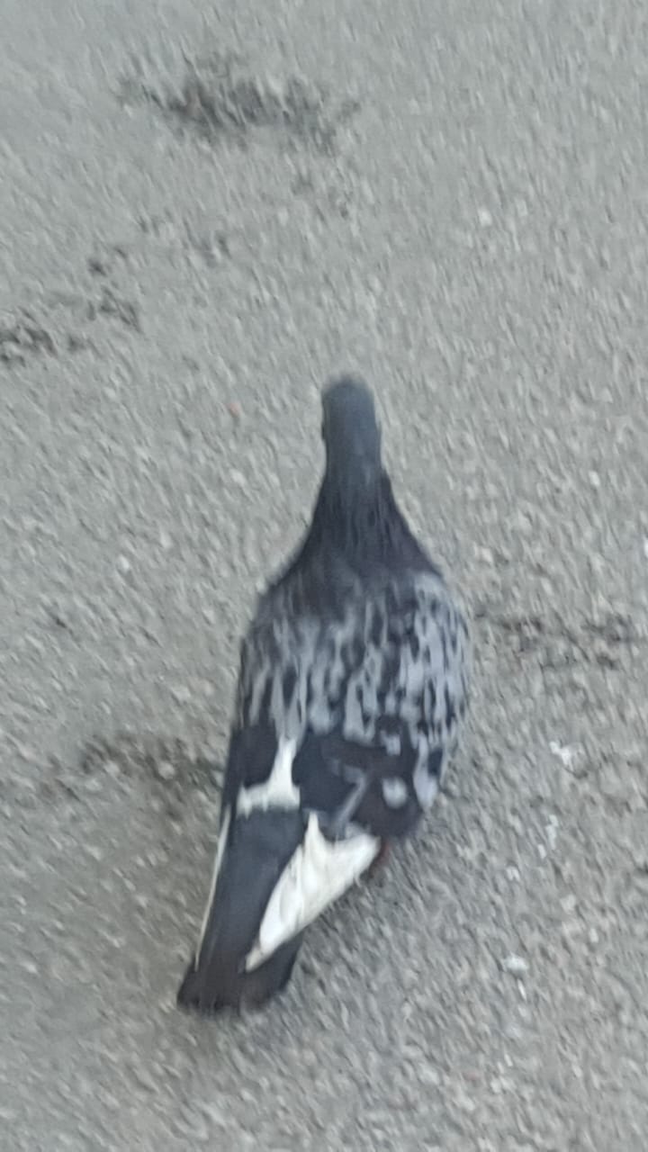 nothin Genshin Impact | HoYoLAB