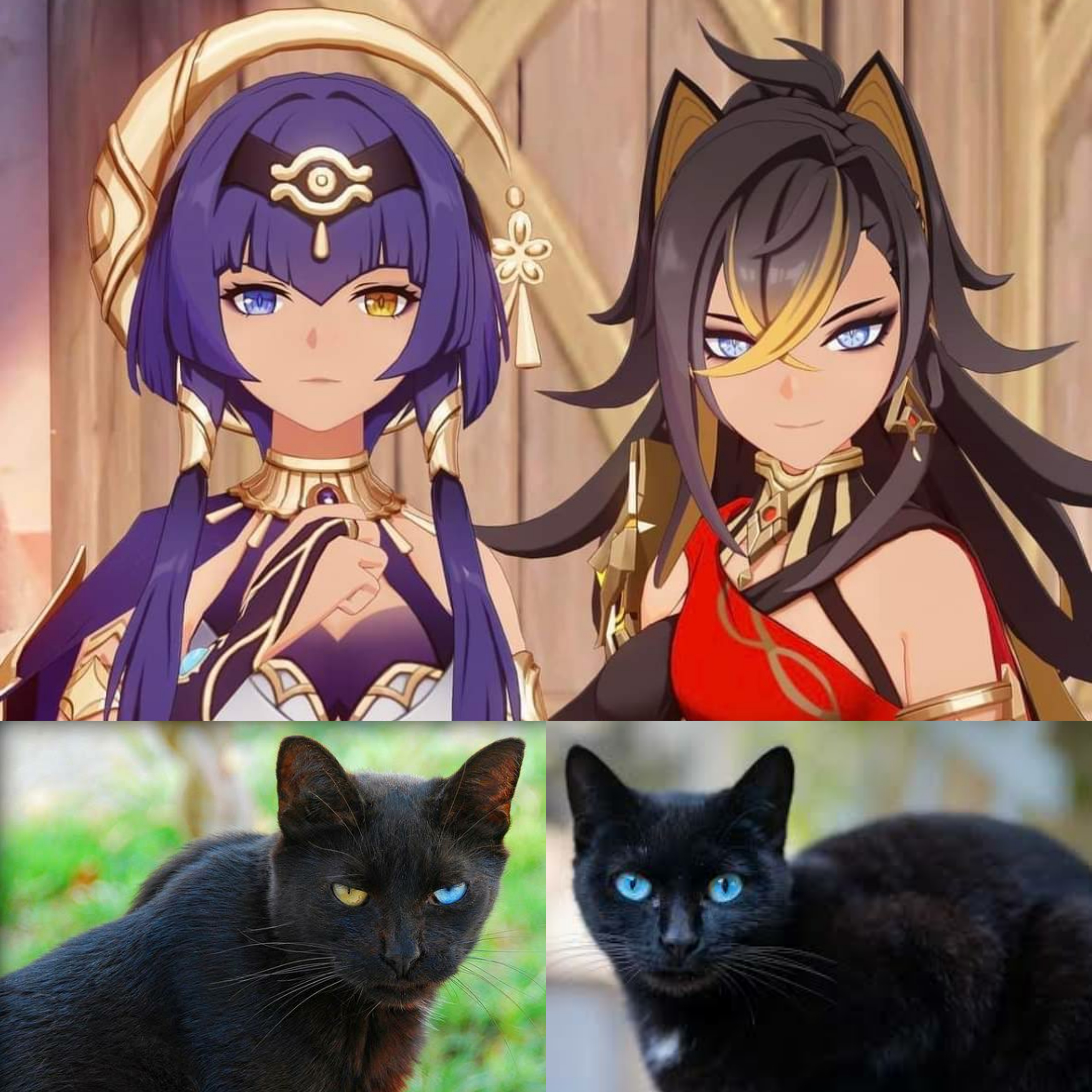 Cats of Sumeru Genshin Impact | HoYoLAB