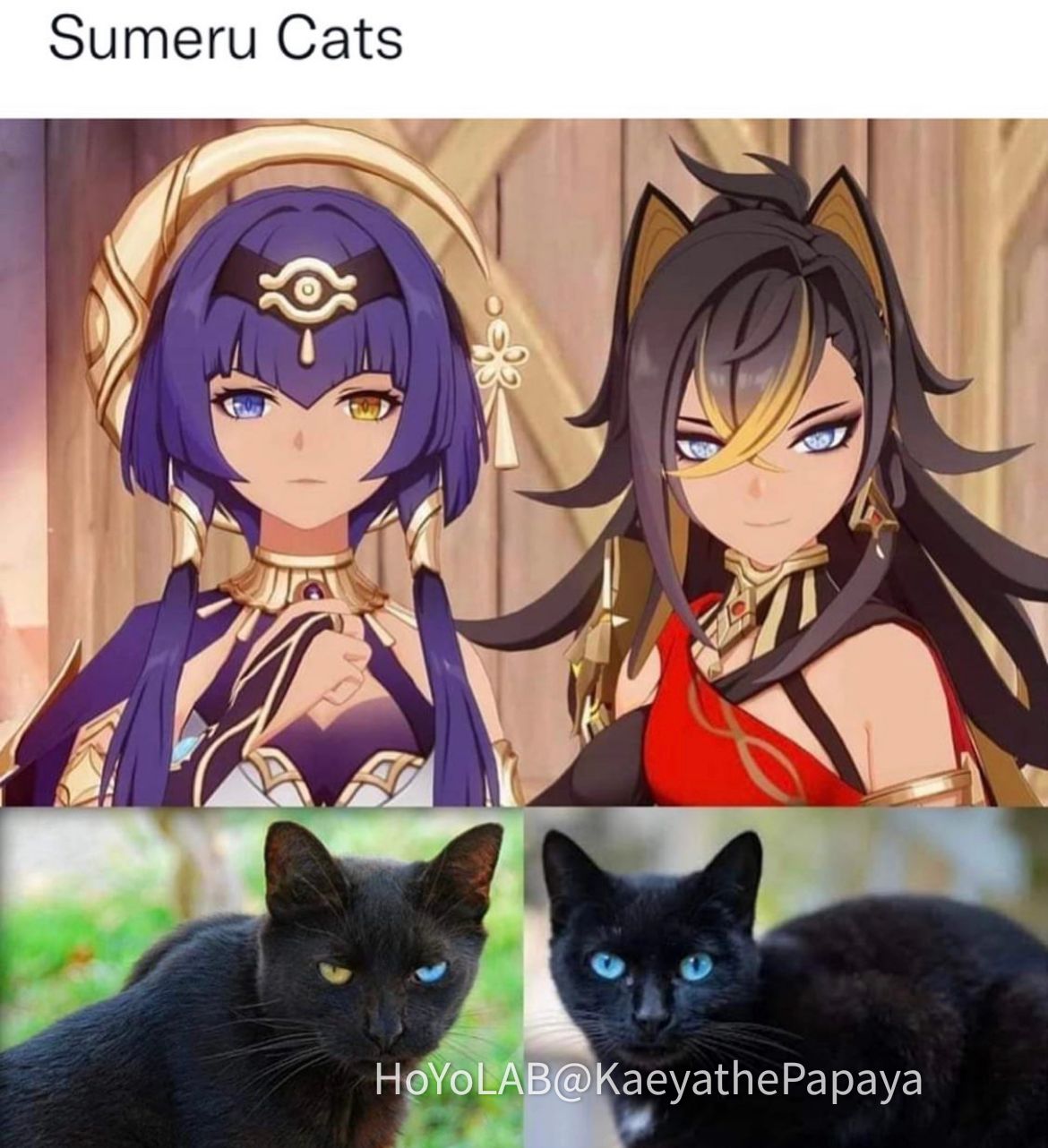 Cats Genshin Impact | HoYoLAB