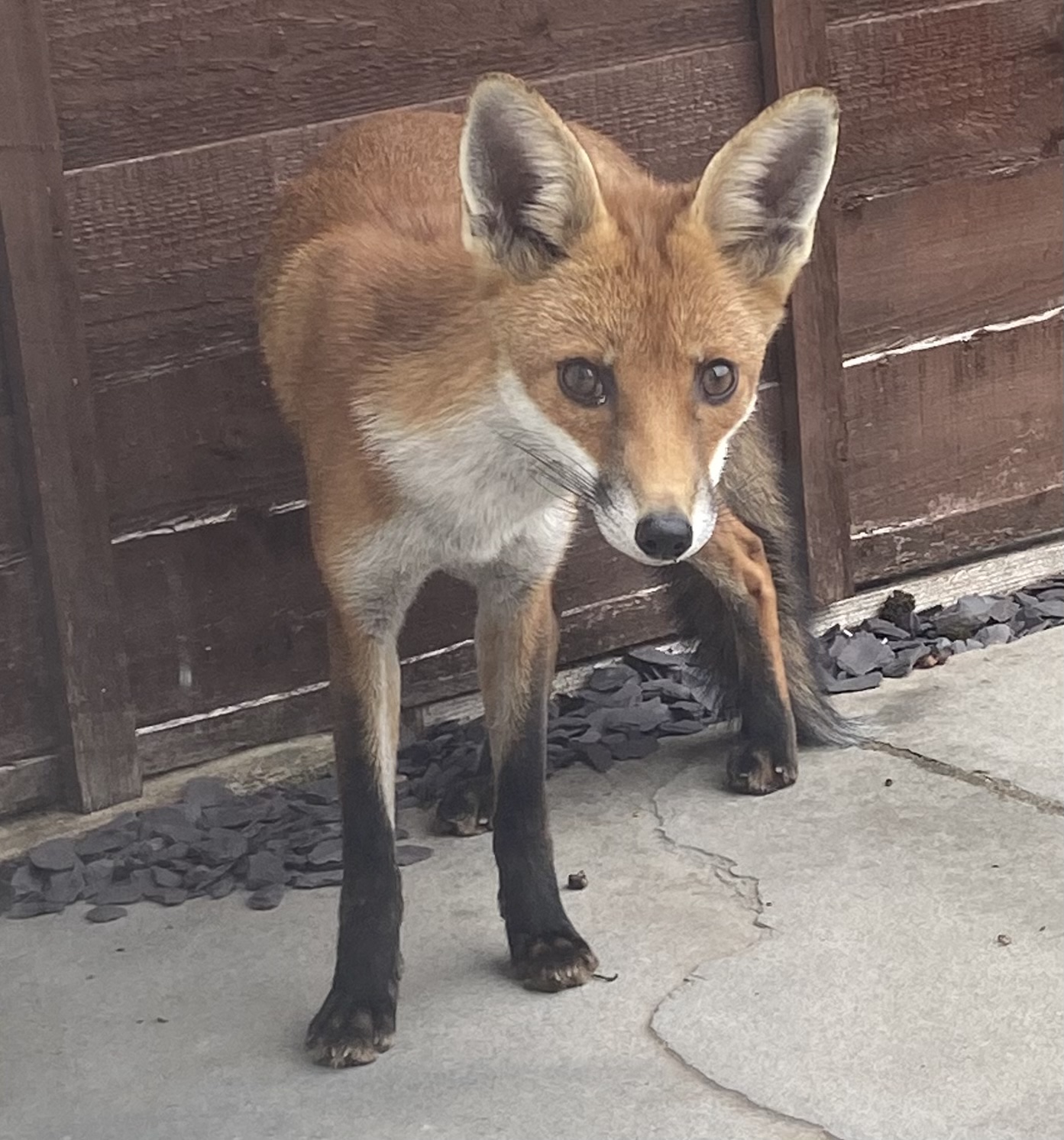 Super HD inazuman fox Genshin Impact | HoYoLAB