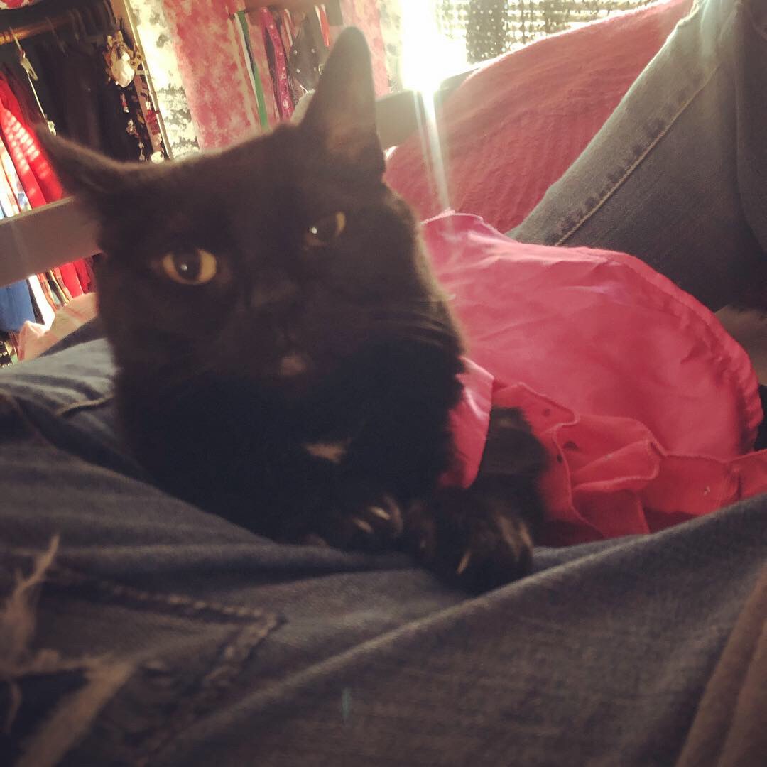 Mwahaha It’s Just a Photo of my Cat | HoYoLAB