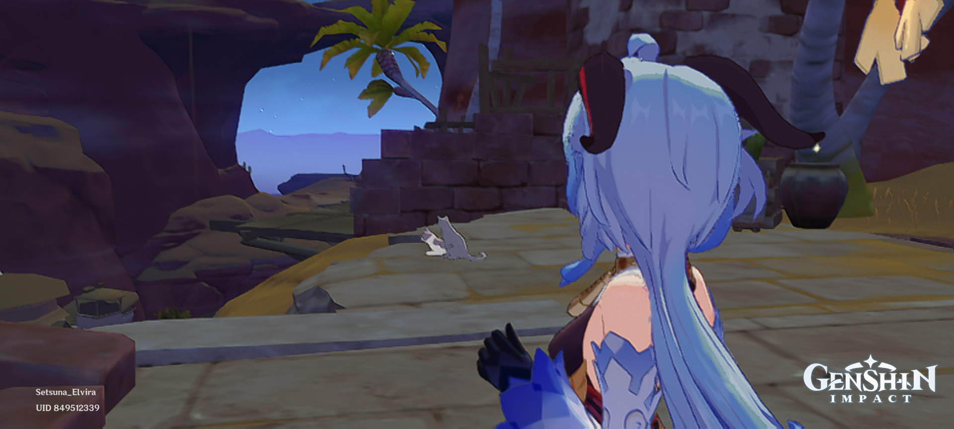 Sus Cats Genshin Impact | HoYoLAB