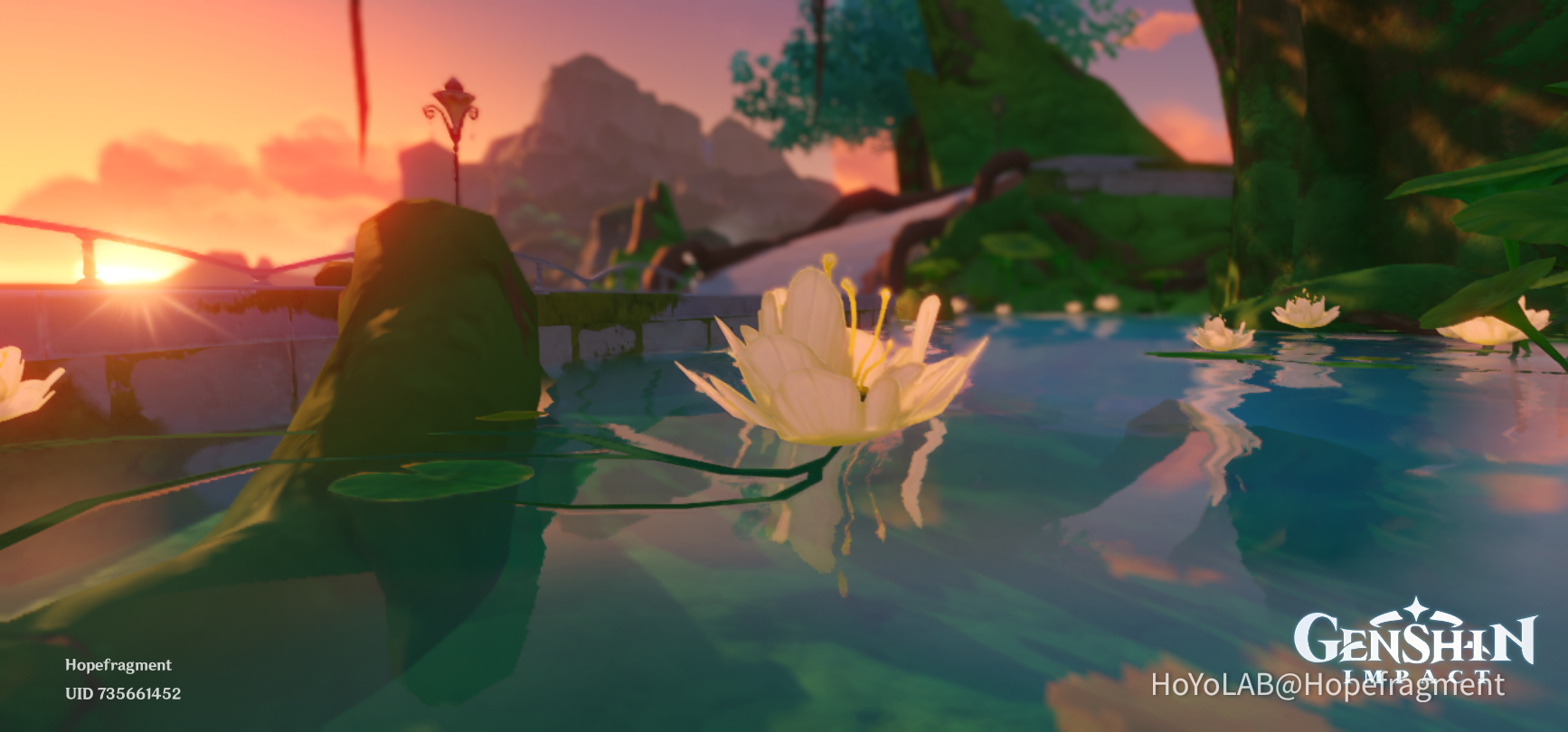 Lotus in the sunset🌄 Genshin Impact | HoYoLAB
