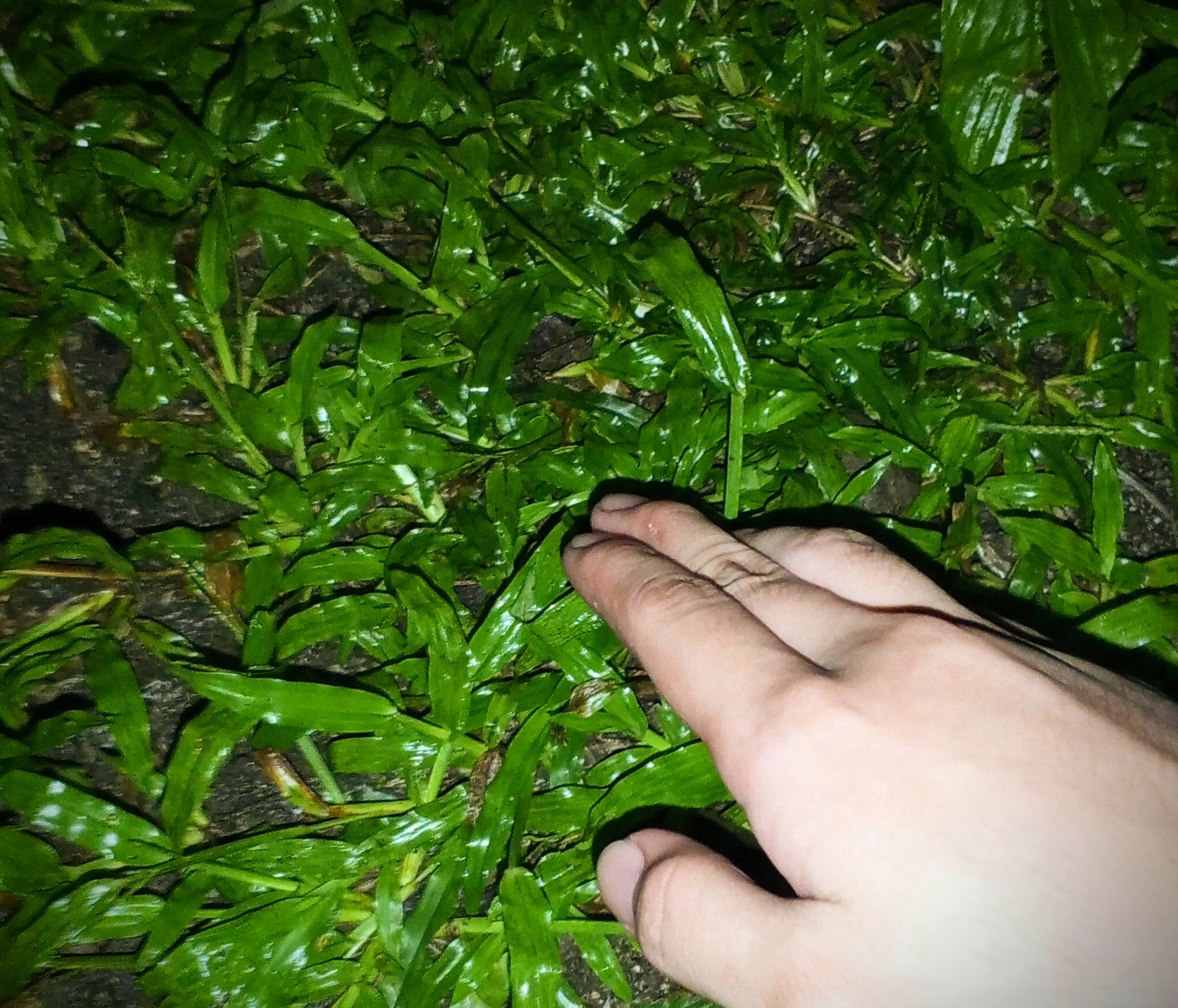 I FINALLY TOUCHED GRASS!!! Genshin Impact | HoYoLAB