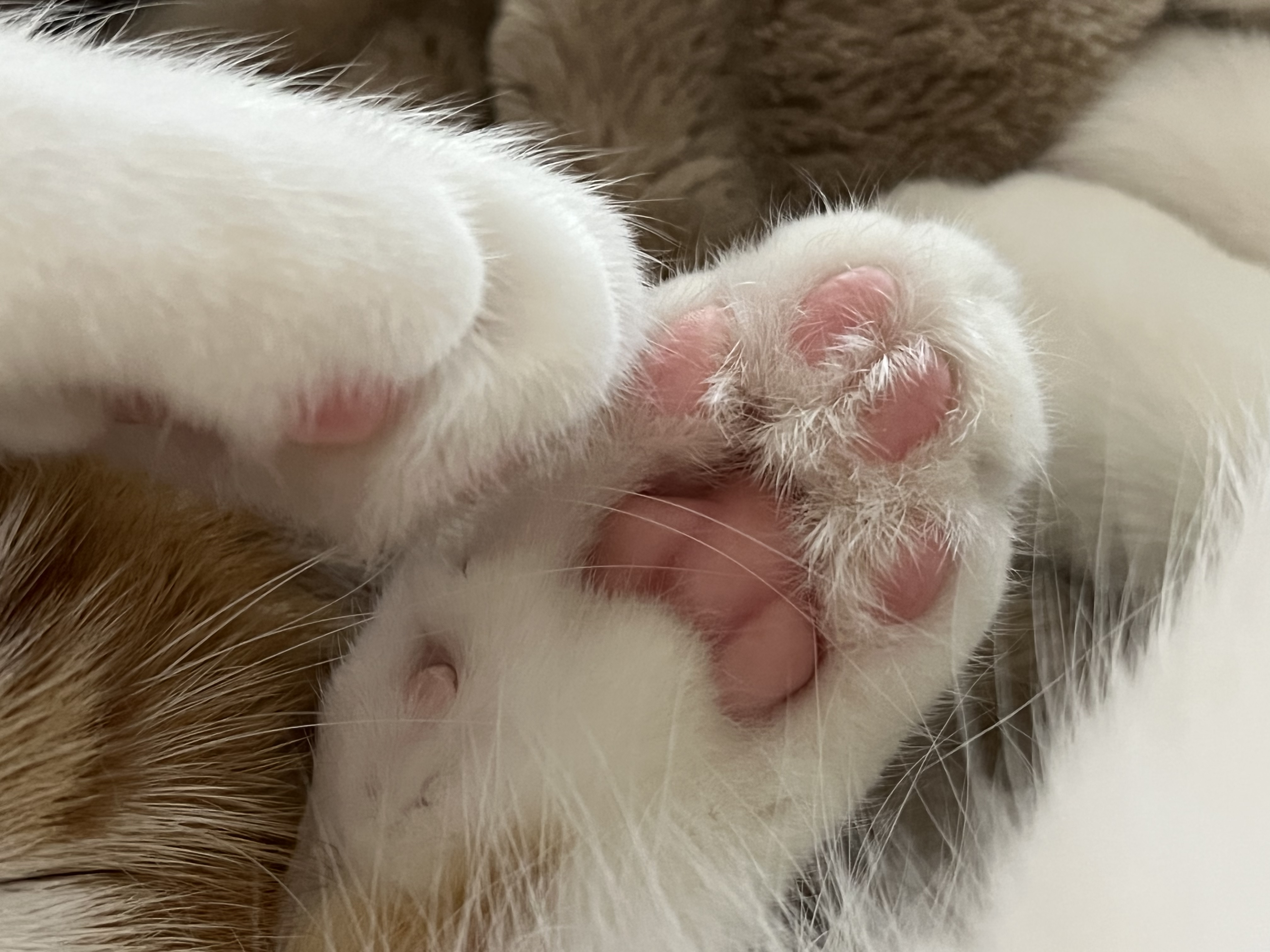 Some toebeans to get you through the week 🐈💞 | HoYoLAB