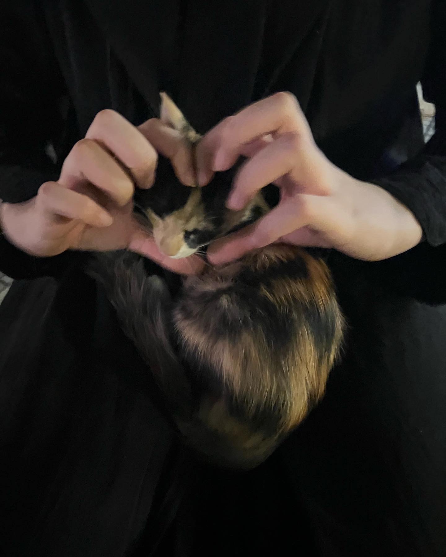 meow Genshin Impact | HoYoLAB