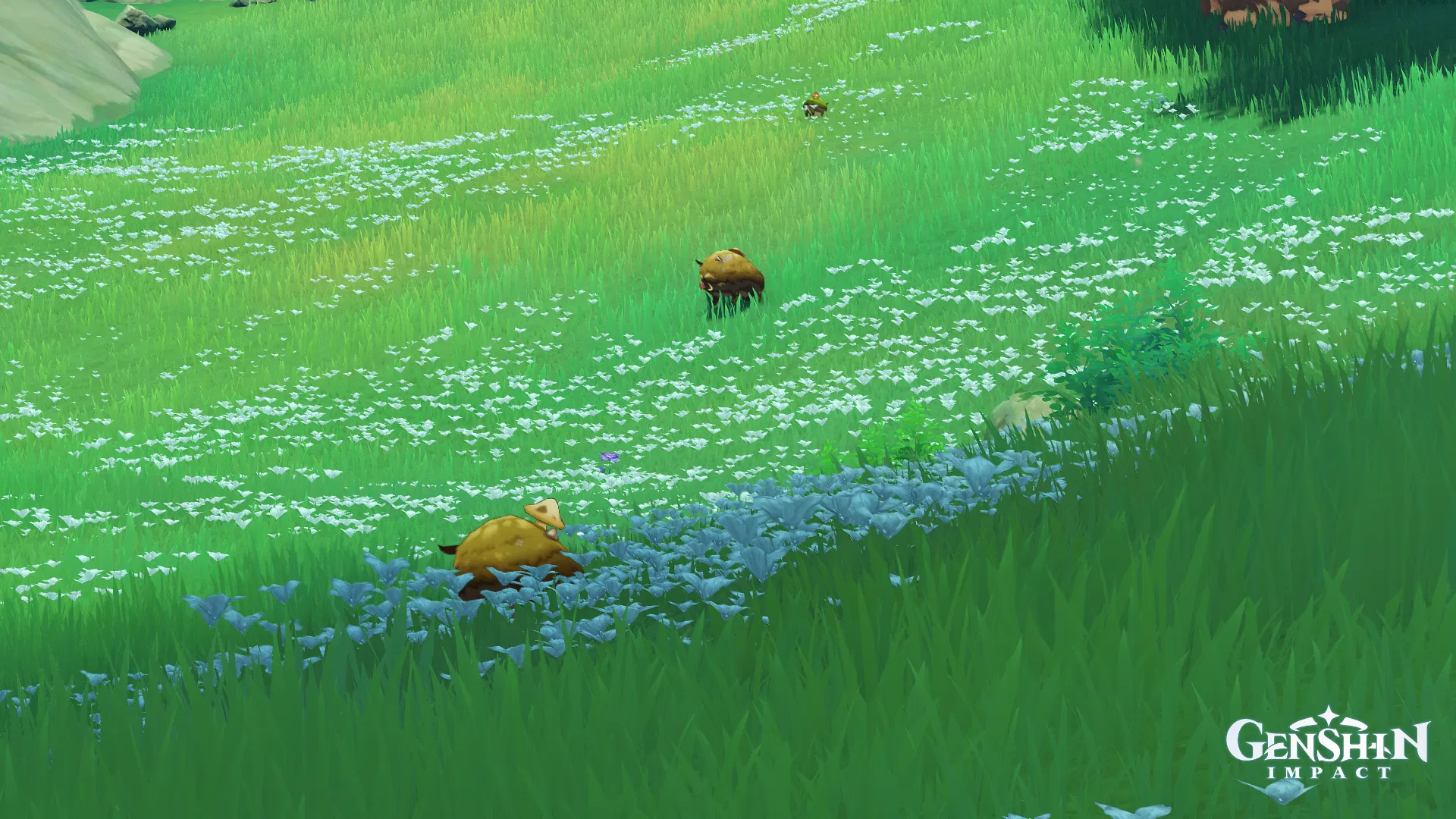 Sumeru Animals Genshin Impact | HoYoLAB