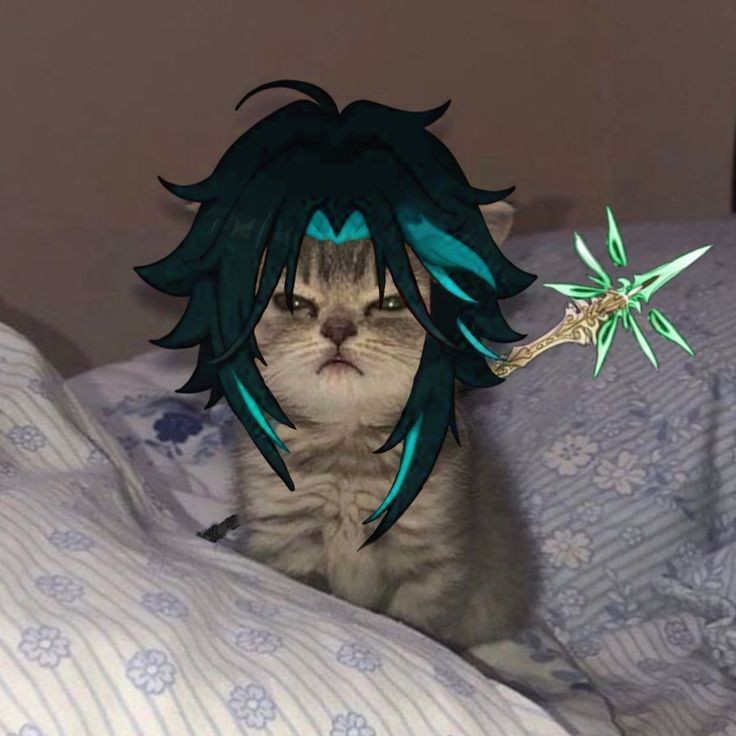 xicat and cycat Genshin Impact | HoYoLAB