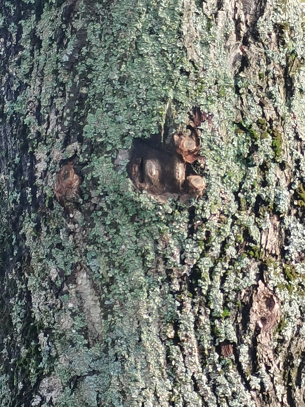 Geo slime spotted in the wild! Genshin Impact | HoYoLAB