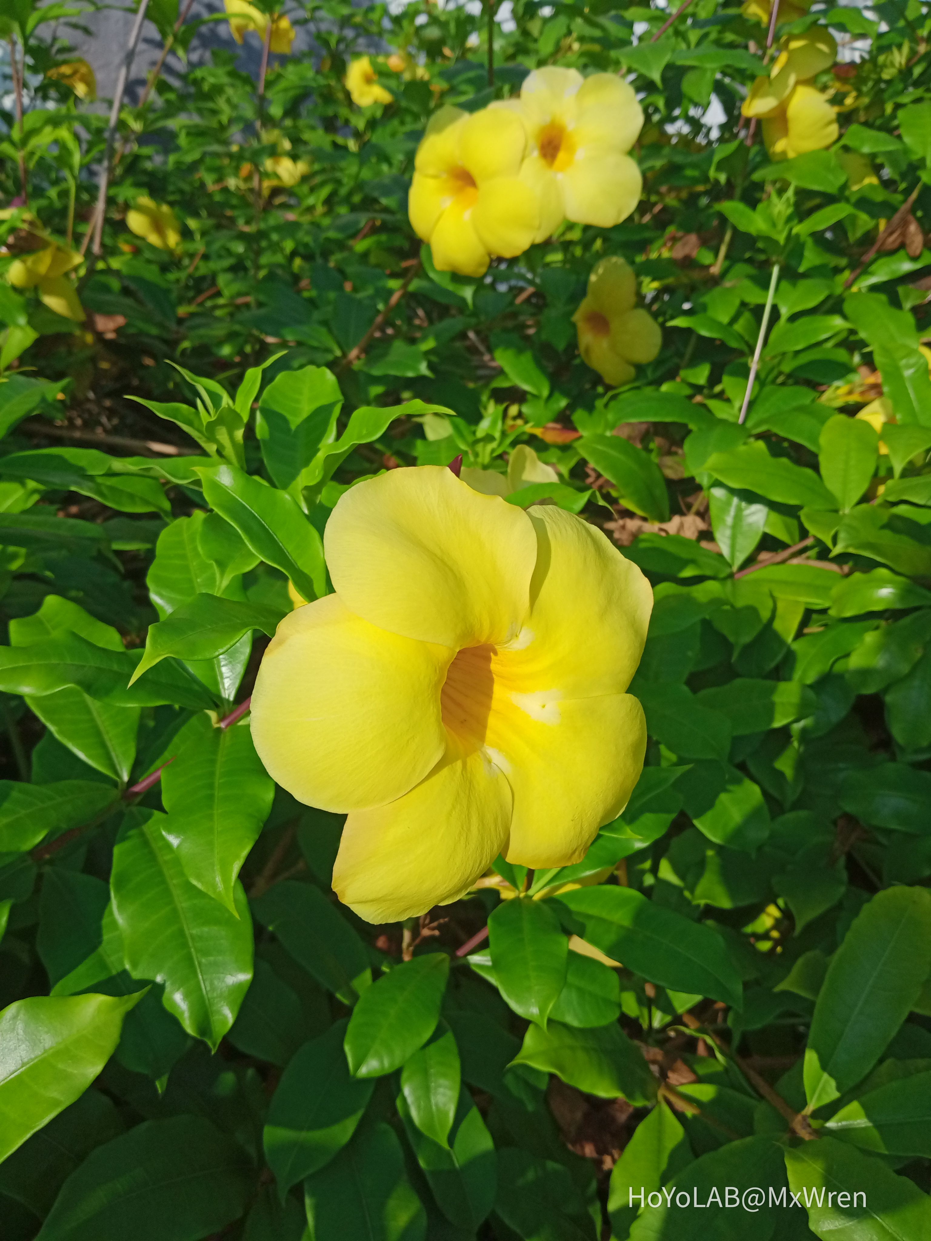 Random flower pictures I took when having a stroll | HoYoLAB