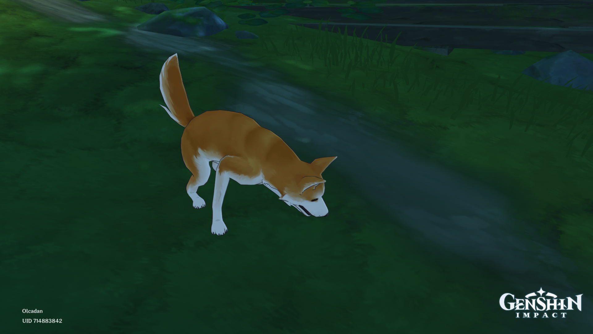 [Creatures of Teyvat] Chapter 2: The Shiba | Genshin Impact | HoYoLAB