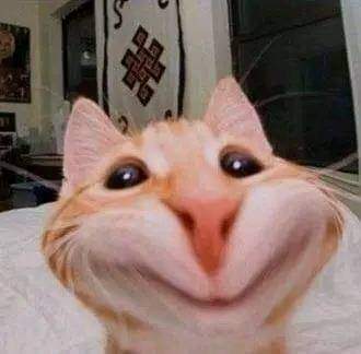 memes with no caption (literal no caption) | HoYoLAB