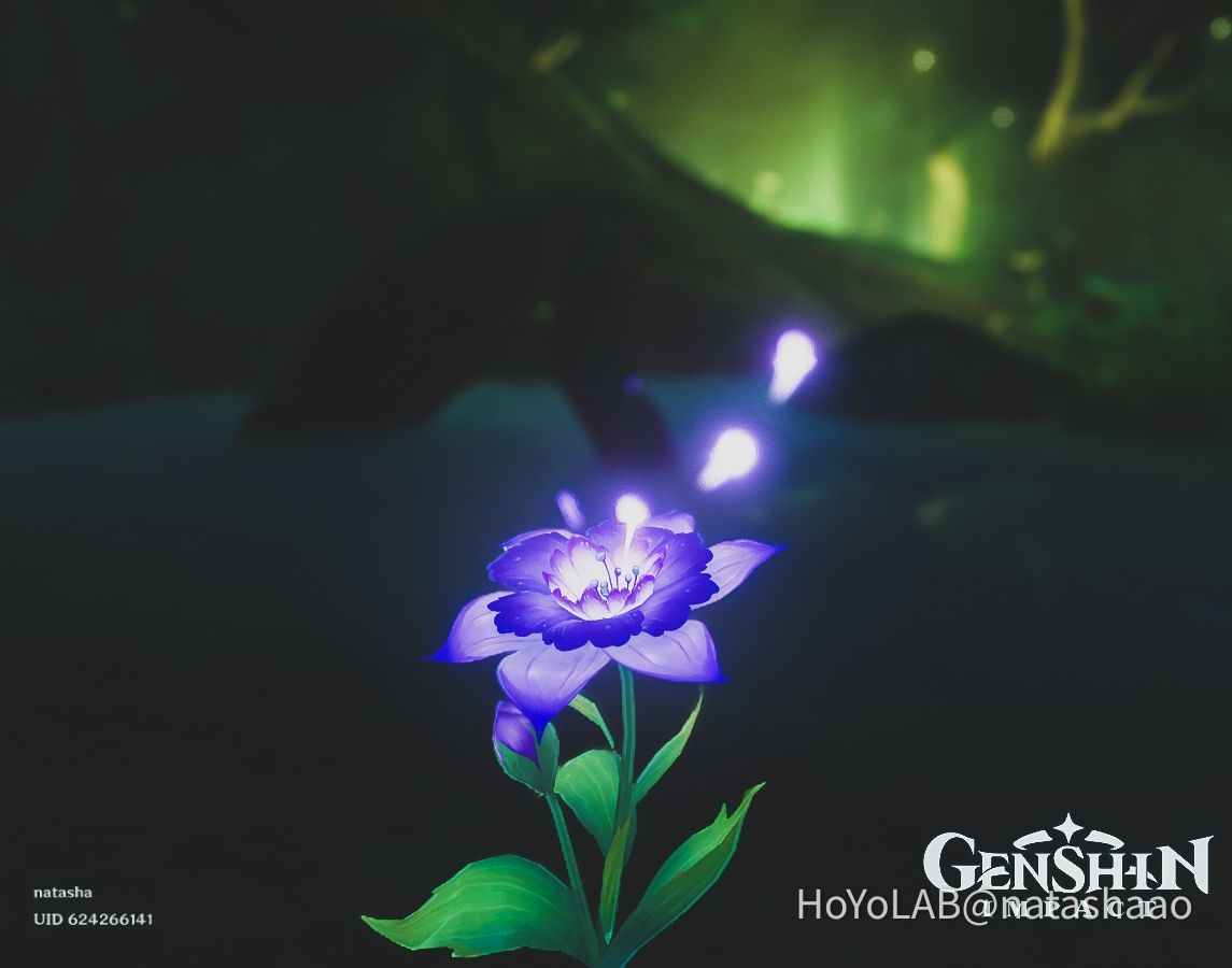 Strange Sumeru Rose Genshin Impact | HoYoLAB