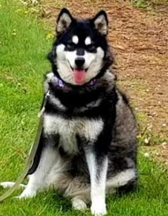 My Dog :D Genshin Impact | HoYoLAB