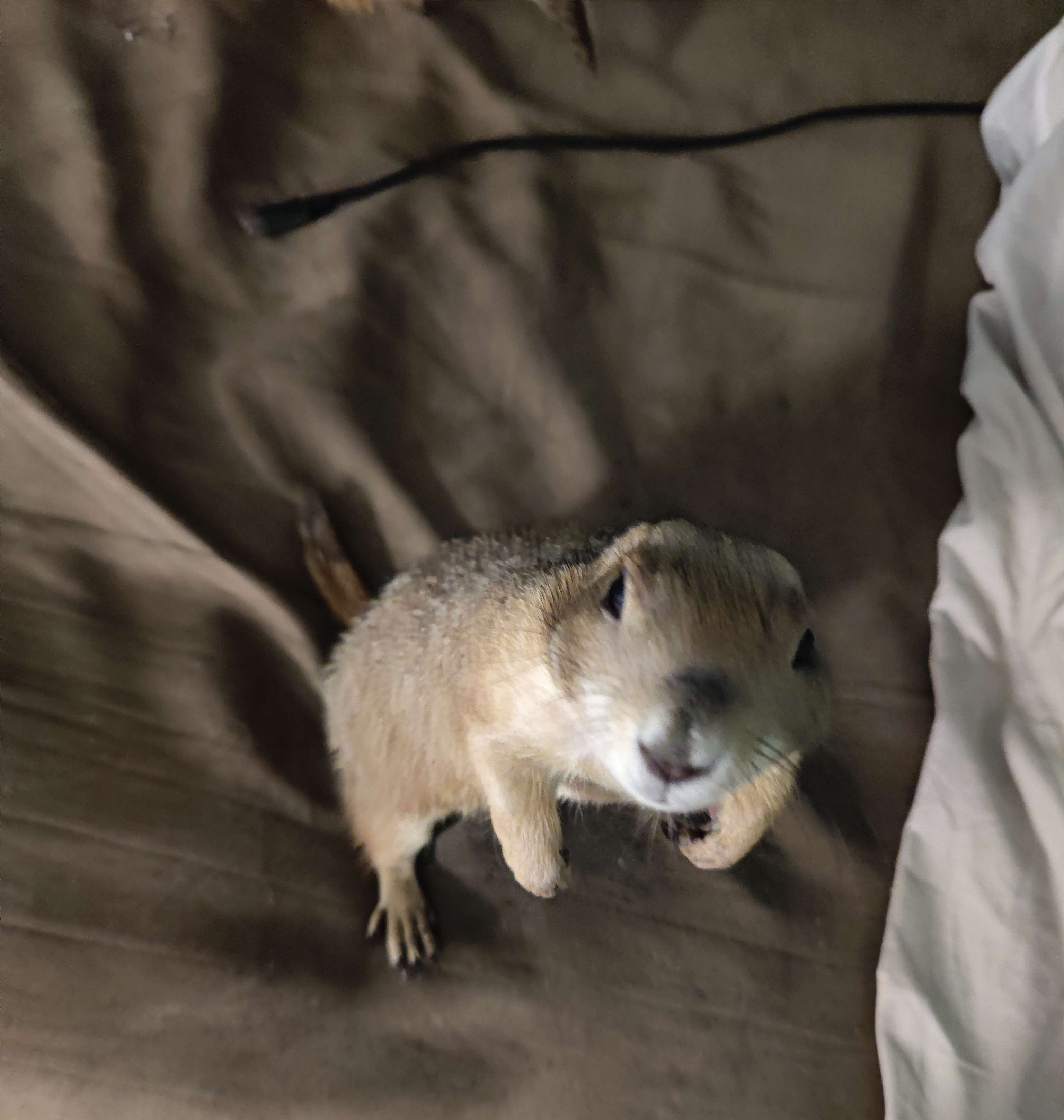 My friends prairie dog Genshin Impact | HoYoLAB