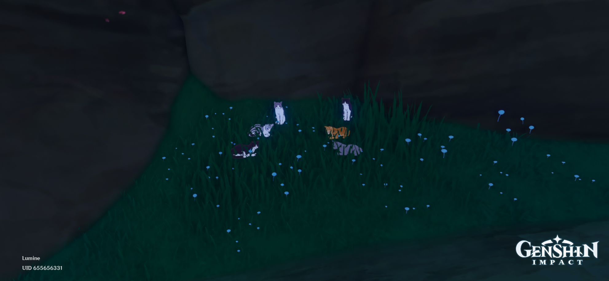 Cats In Inazuma Genshin Impact | HoYoLAB