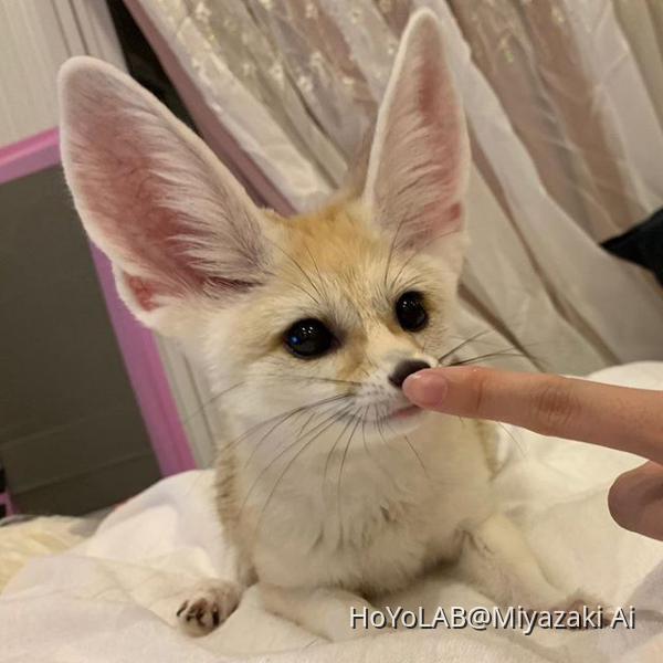 Boop! Genshin Impact | HoYoLAB