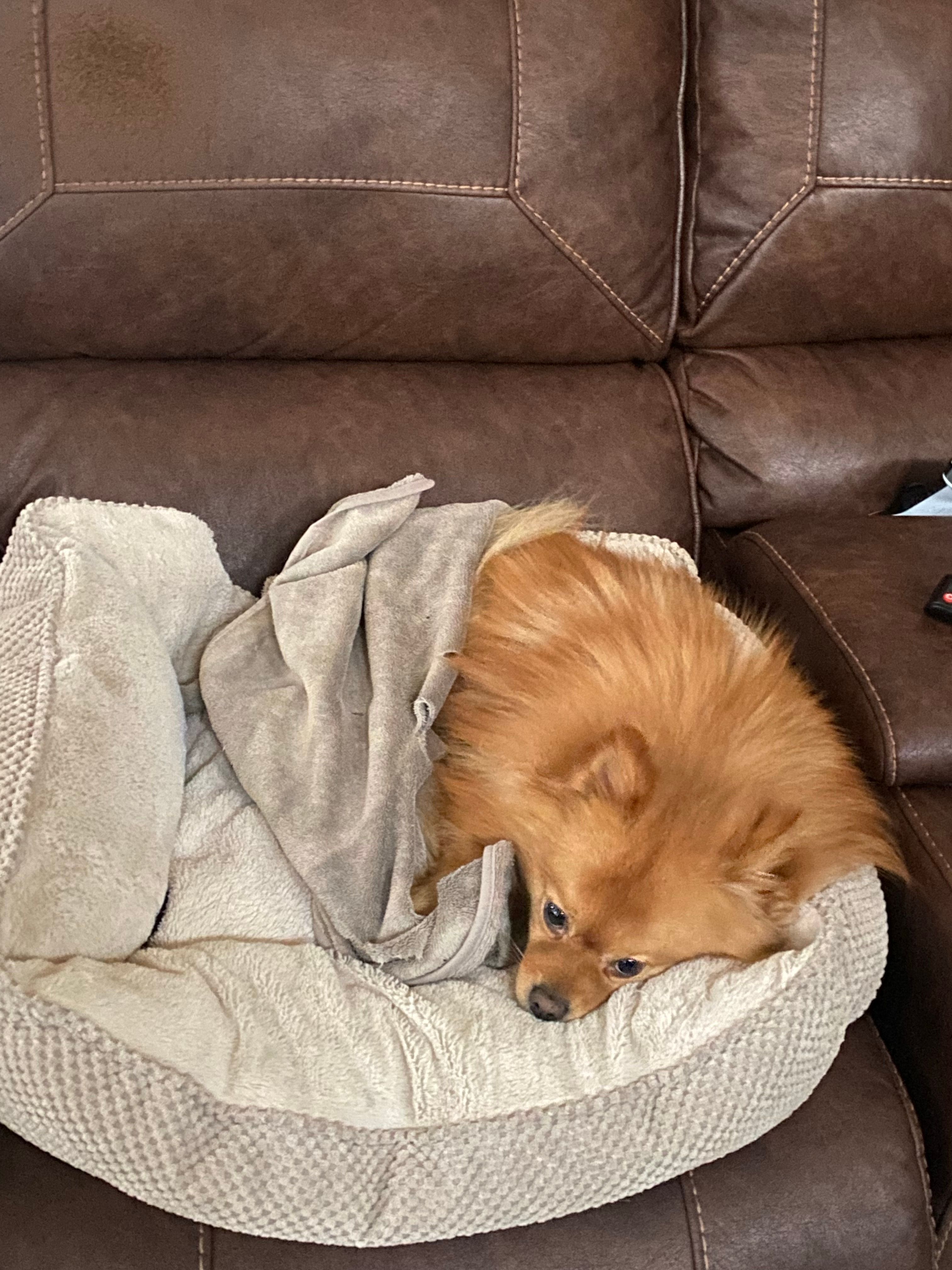 Swoof Genshin Impact | HoYoLAB